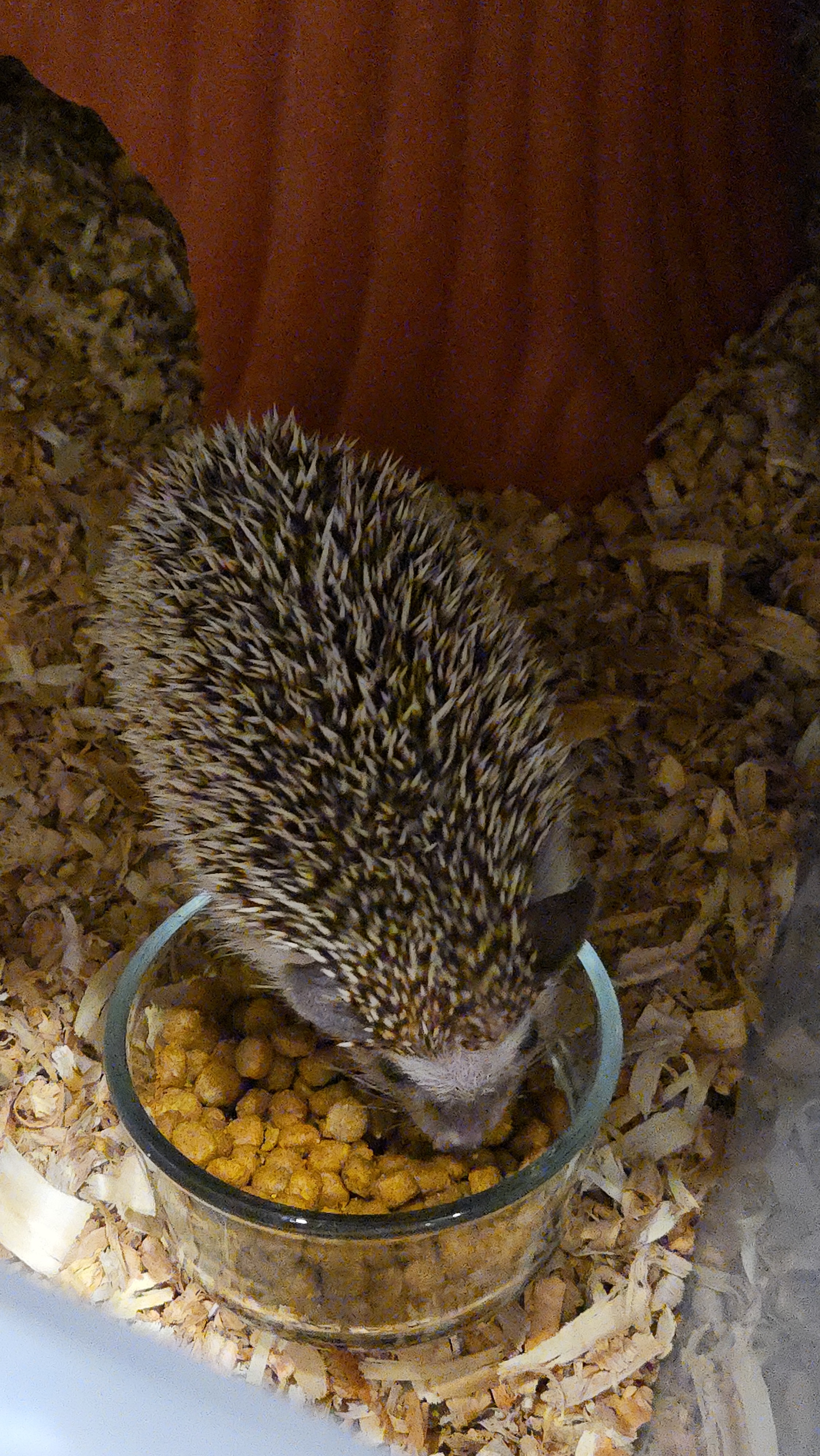 Fundraiser by Allysha Reeves : Boss Hog and Cat siblings need help!