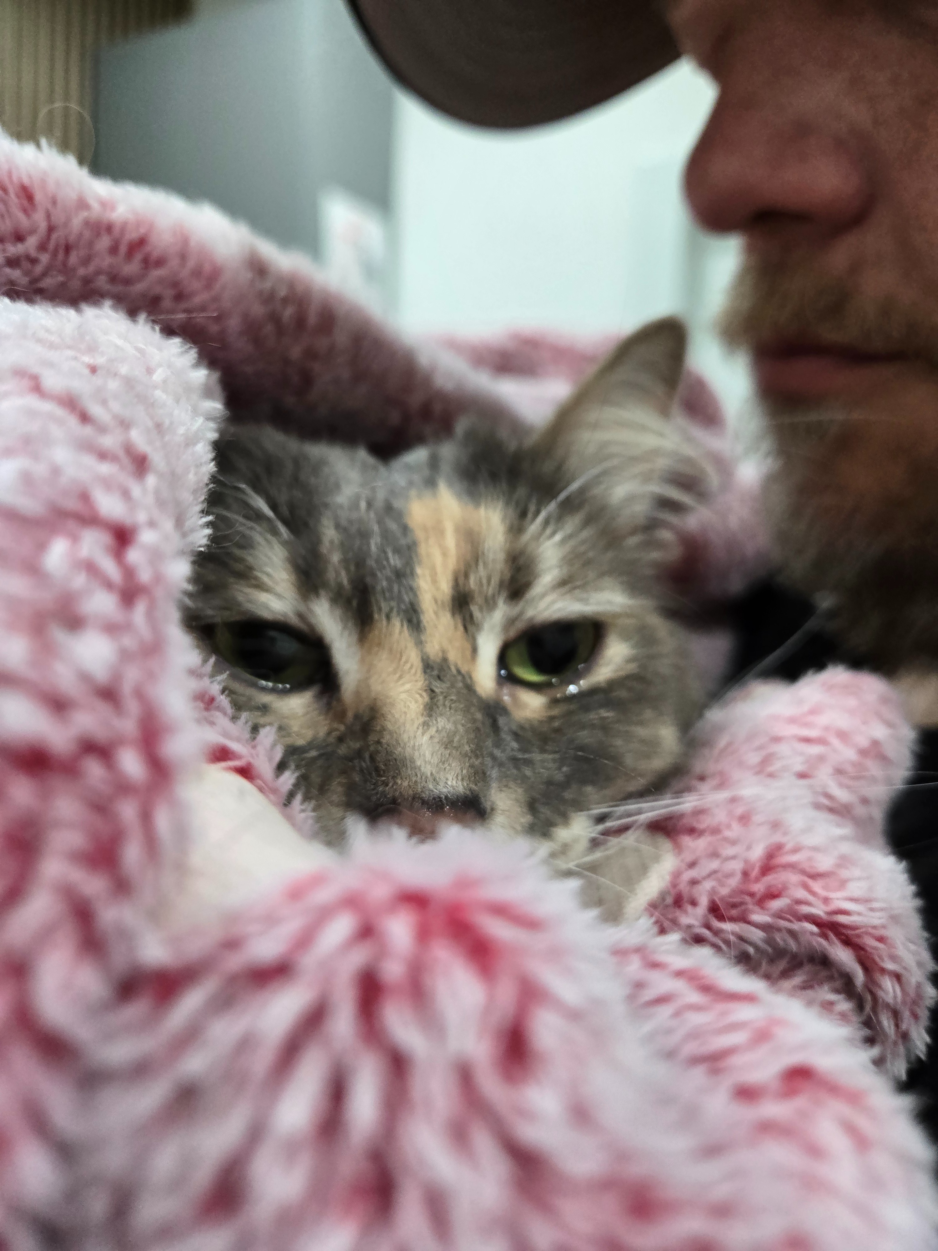 Fundraiser by Allysha Reeves : Boss Hog and Cat siblings need help!