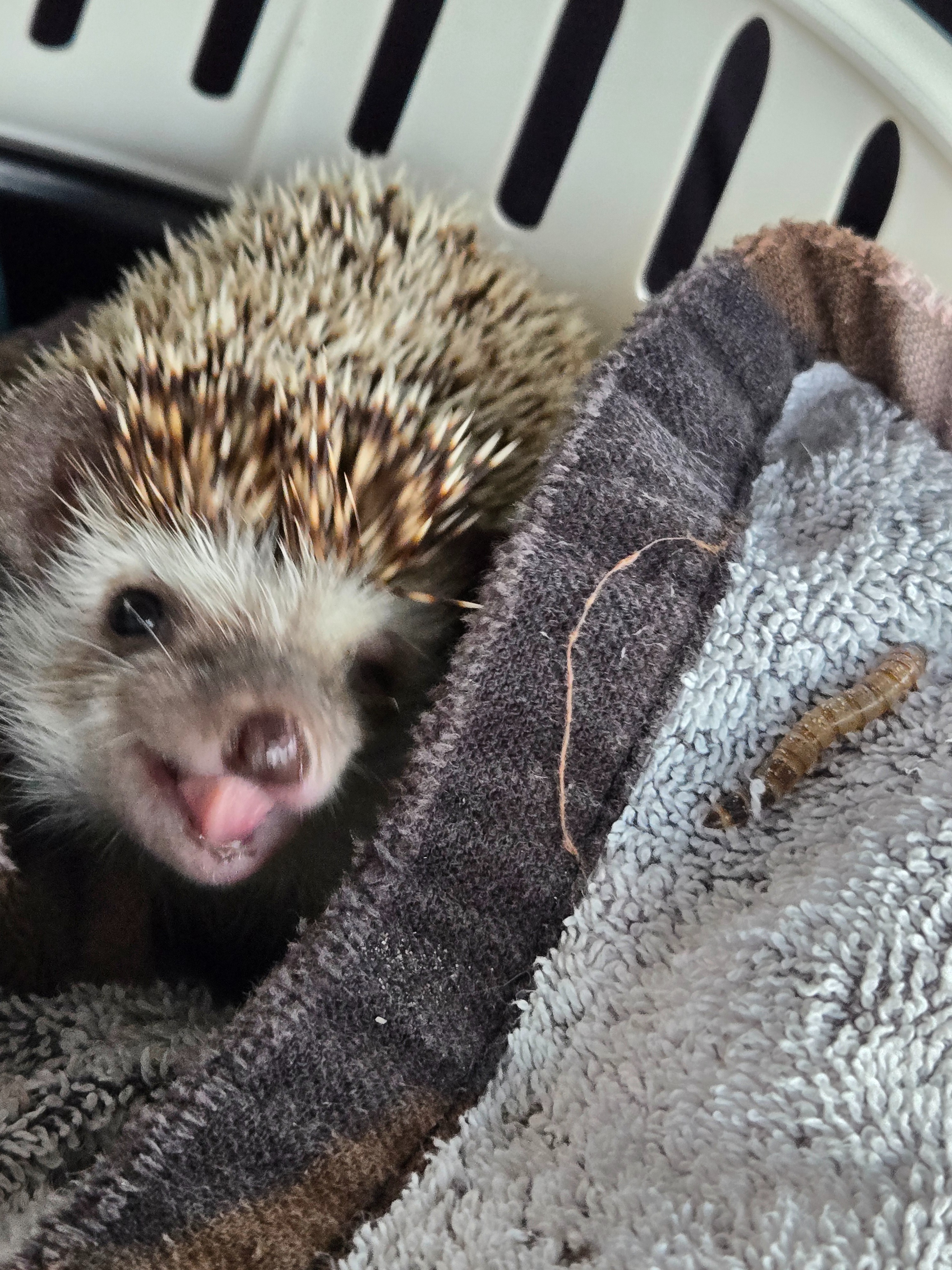 Fundraiser by Allysha Reeves : Boss Hog and Cat siblings need help!