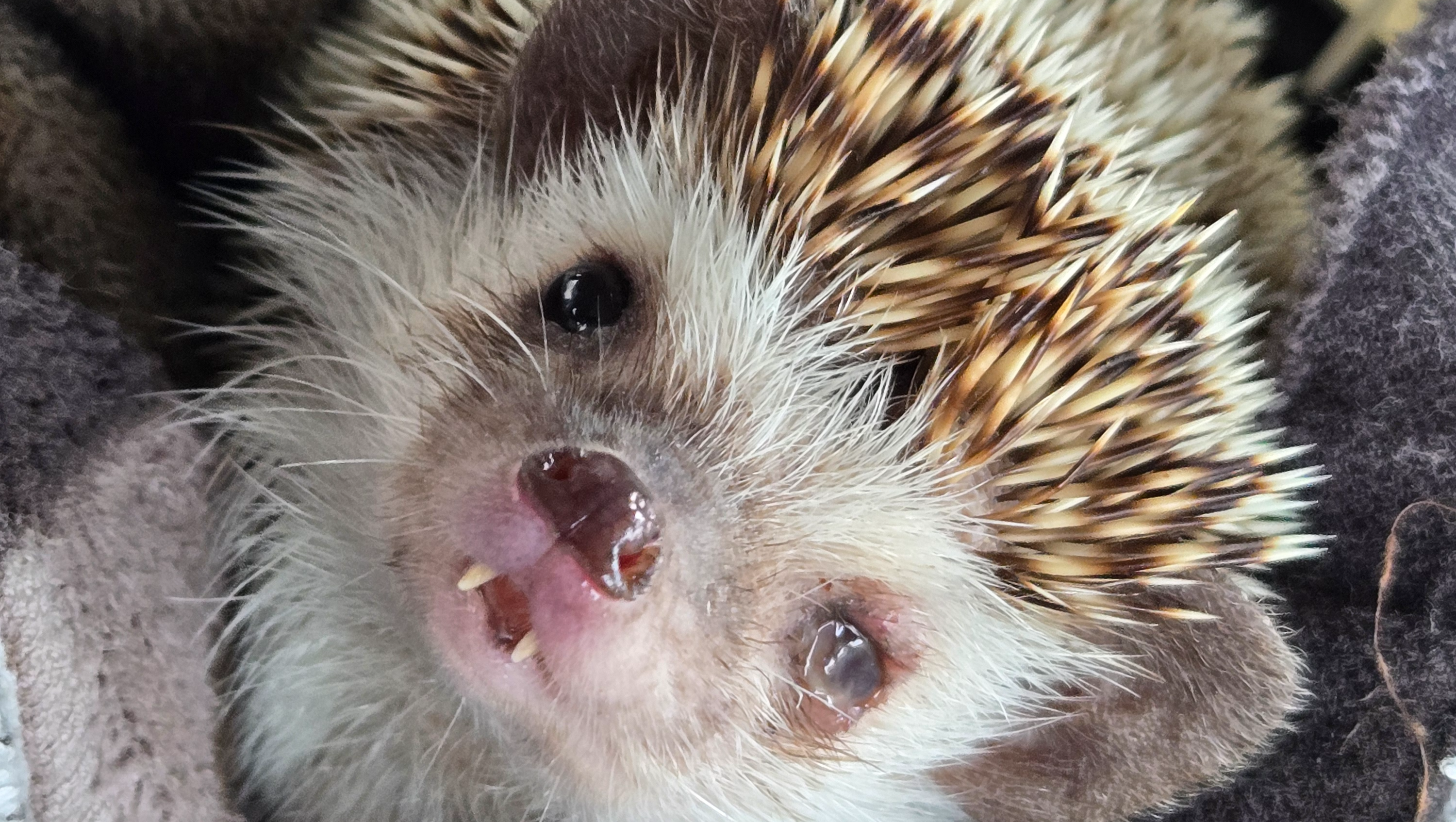 Fundraiser by Allysha Reeves : Boss Hog and Cat siblings need help!