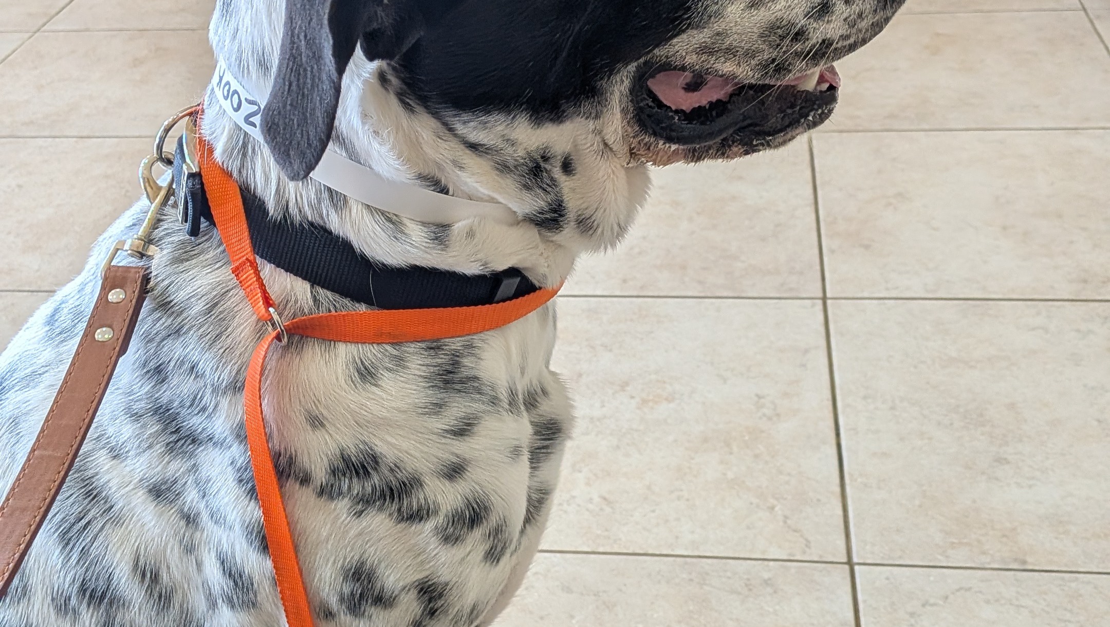 Fundraiser by Arika Zook : Help an island dog reach mainland