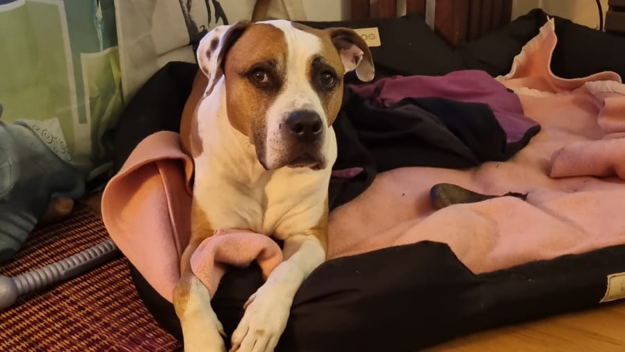 Fundraiser for Stephanie Fankhauser by Tamara Riesen : Bitte hilf ...