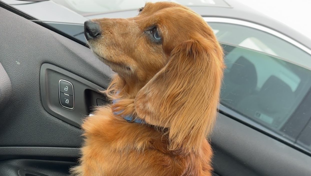 Fundraiser by Jordan Voldberg : Support Daisy's Surgery and Healing Journey