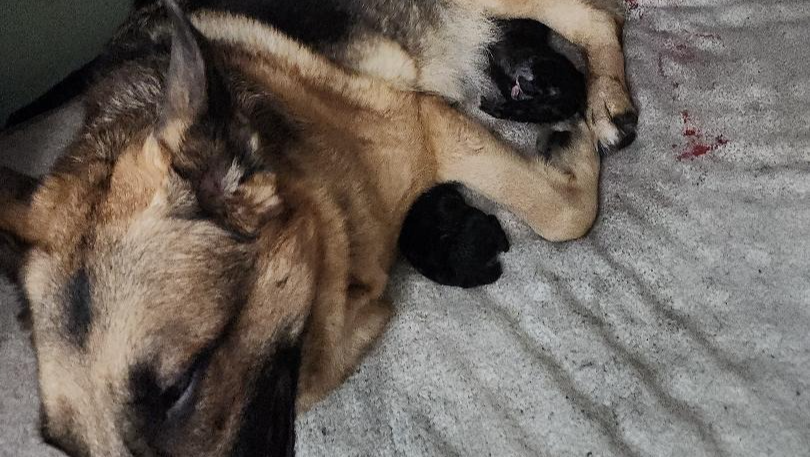 Fundraiser by Chris Libby : Emergency Surgery for Libby Family Pet