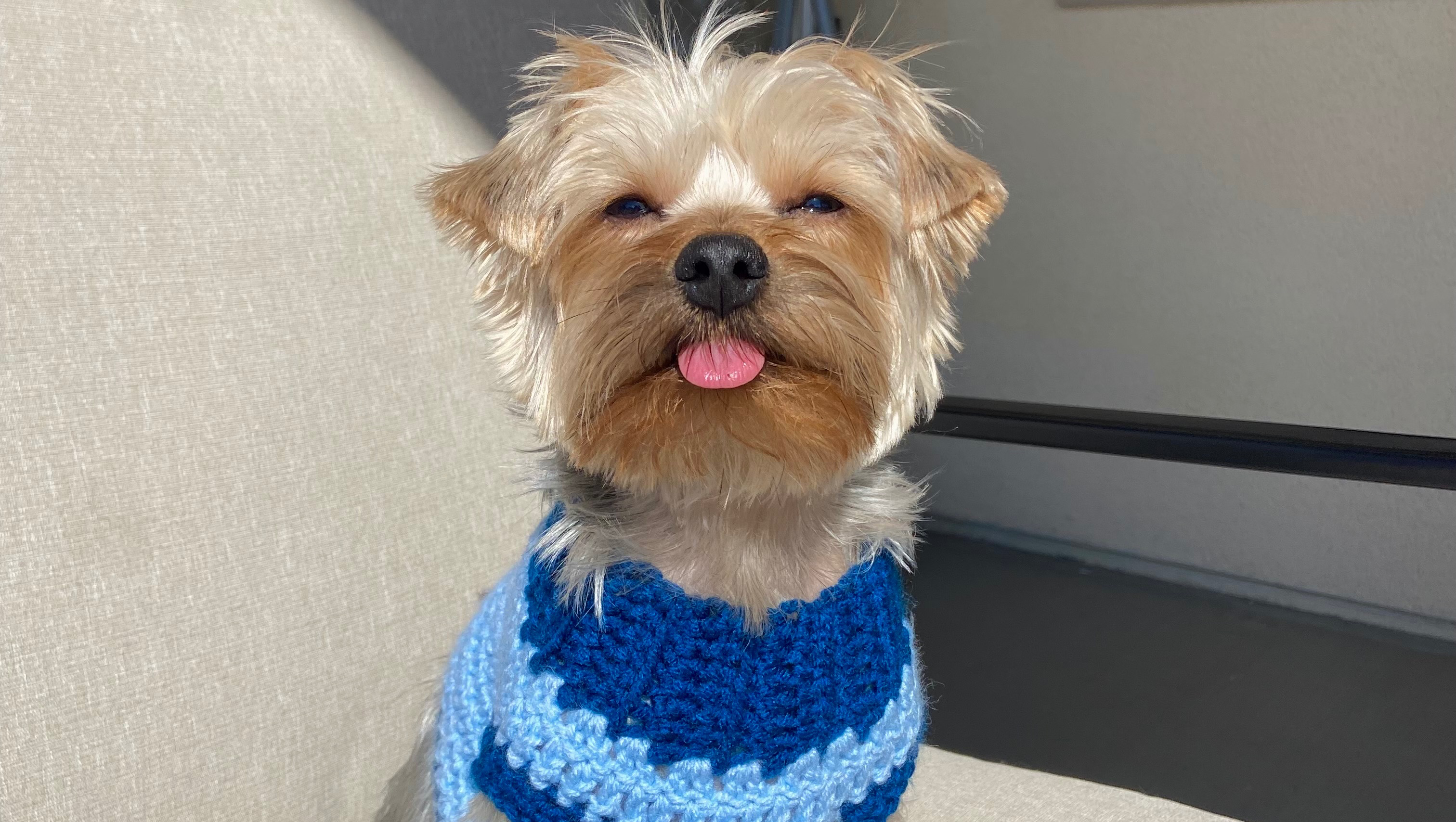 Fundraiser by Mia Rivera : Help Teddy Walk Pain-Free Again