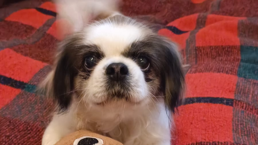 Fundraiser by Kevin H : Für ein neues Leben – gemeinsam mit meinem besten Freund