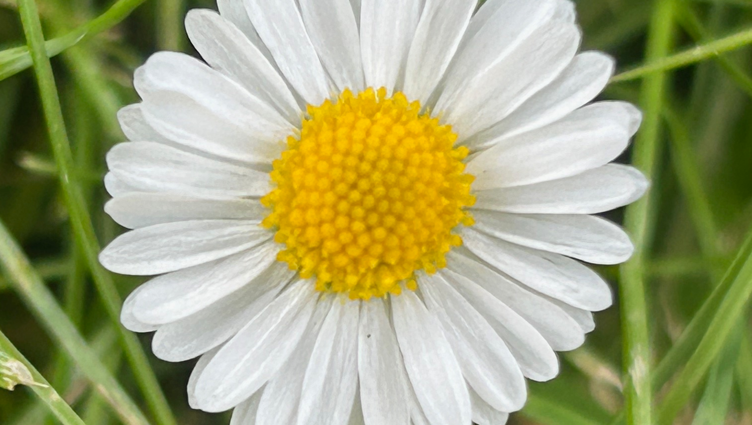 Fundraiser by Doug Wheeler : Support BLOOM: Elevate Sienna & Gabriel & Reimagining Jonah