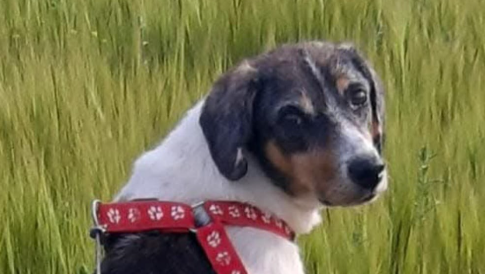 Fundraiser for Rosa Maria Cirrotta by Giusy Maria Indelicato ...