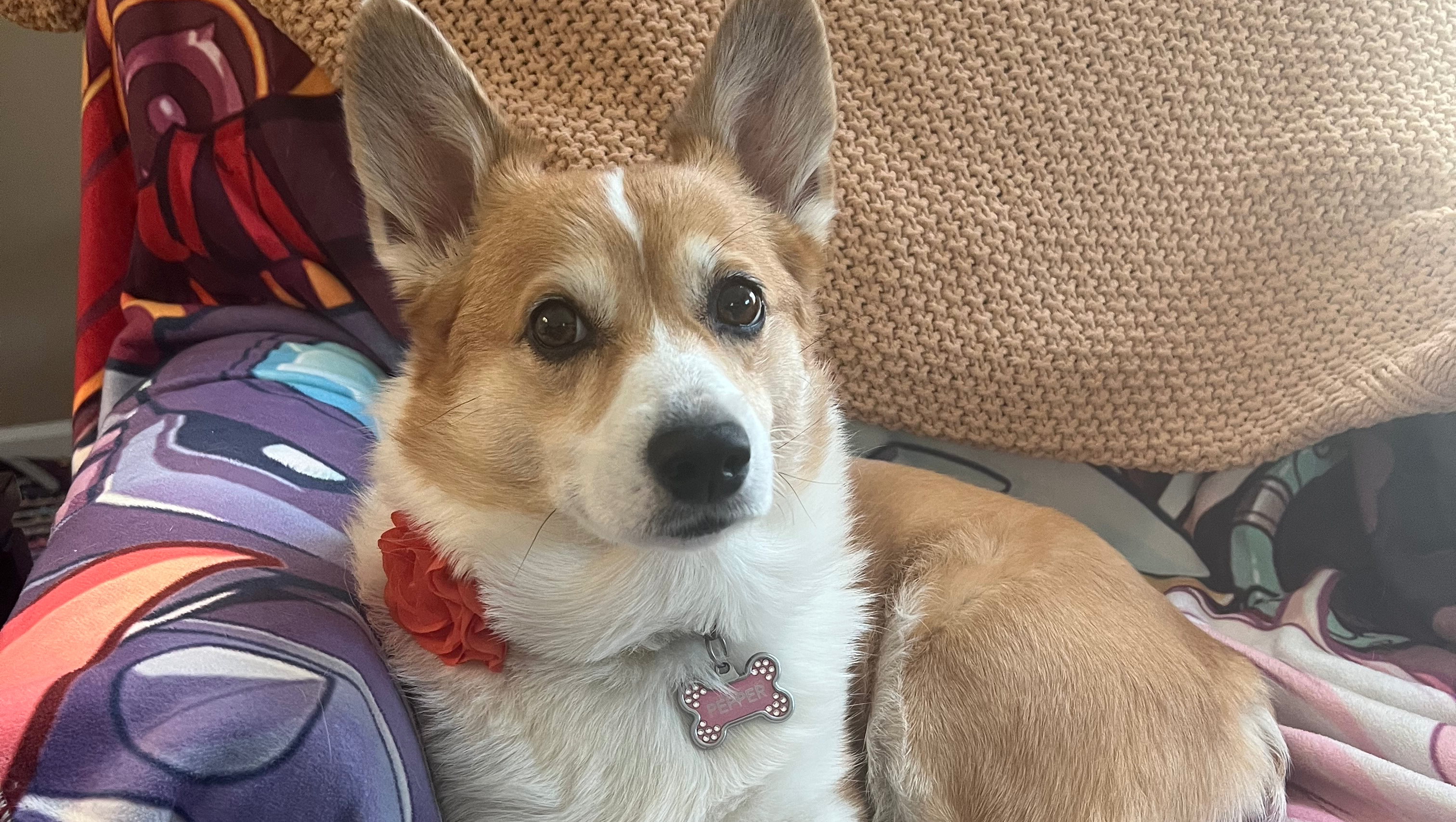 Fundraiser by Holly Marcinowski : Pepper is in the ICU and Fighting for ...
