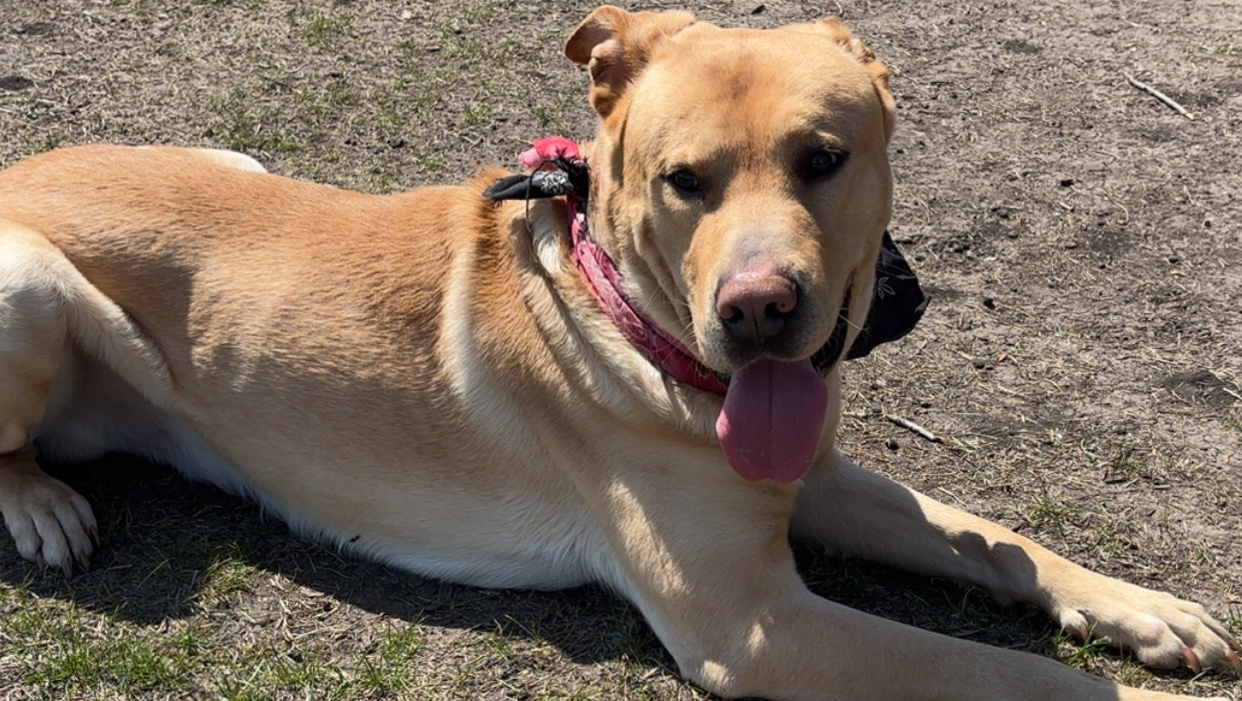 Fundraiser by Ginger Moonchild : Donate to Secure a Safe Home for Emma and Pets