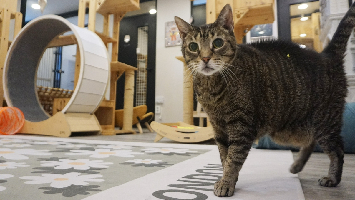 Fundraiser by Hayeon Oh : Tuna Needs Your Support to Beat Cancer