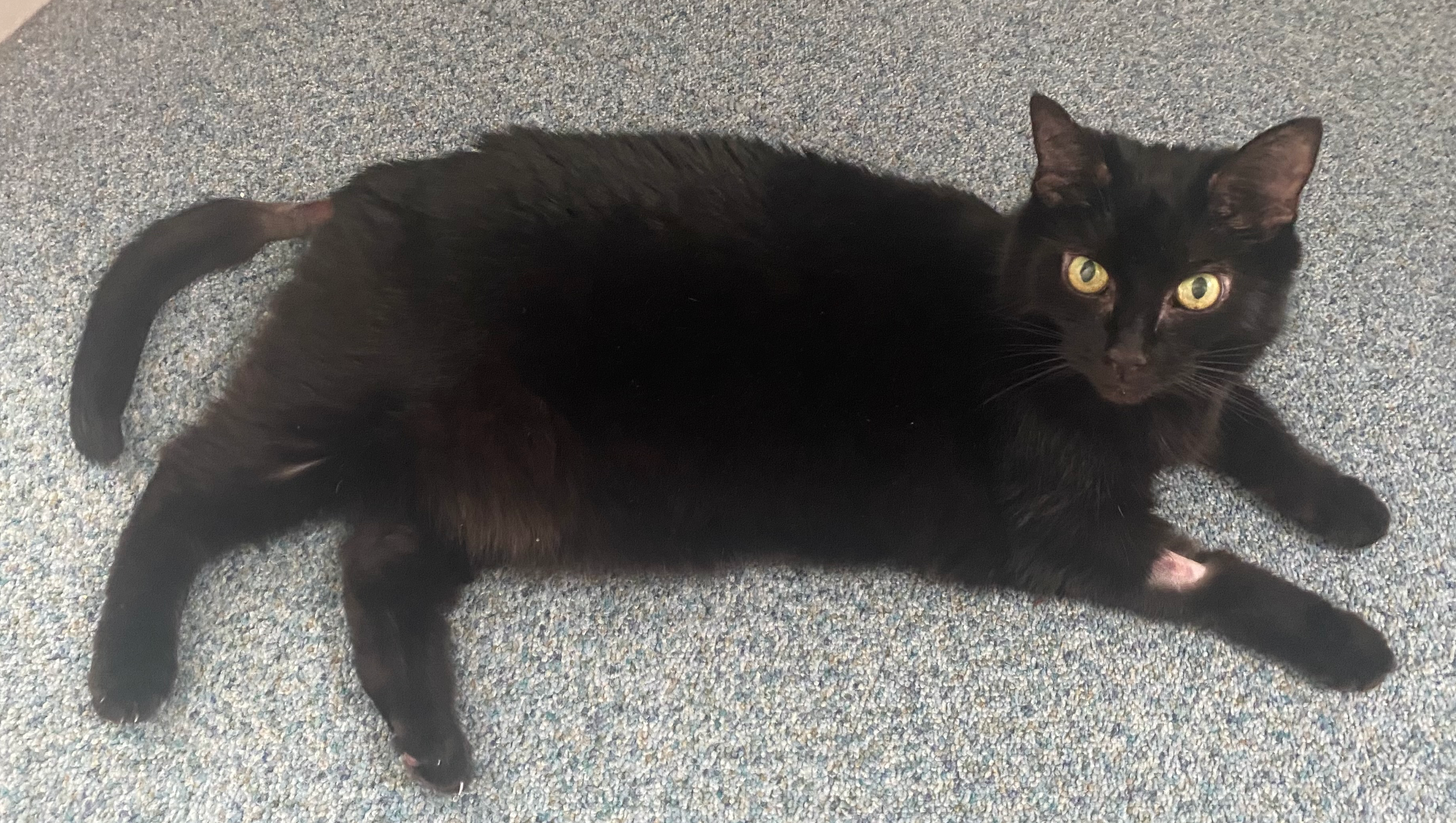 Fundraiser by Eleanor Bassett : Help Tilly’s urgent tail amputation