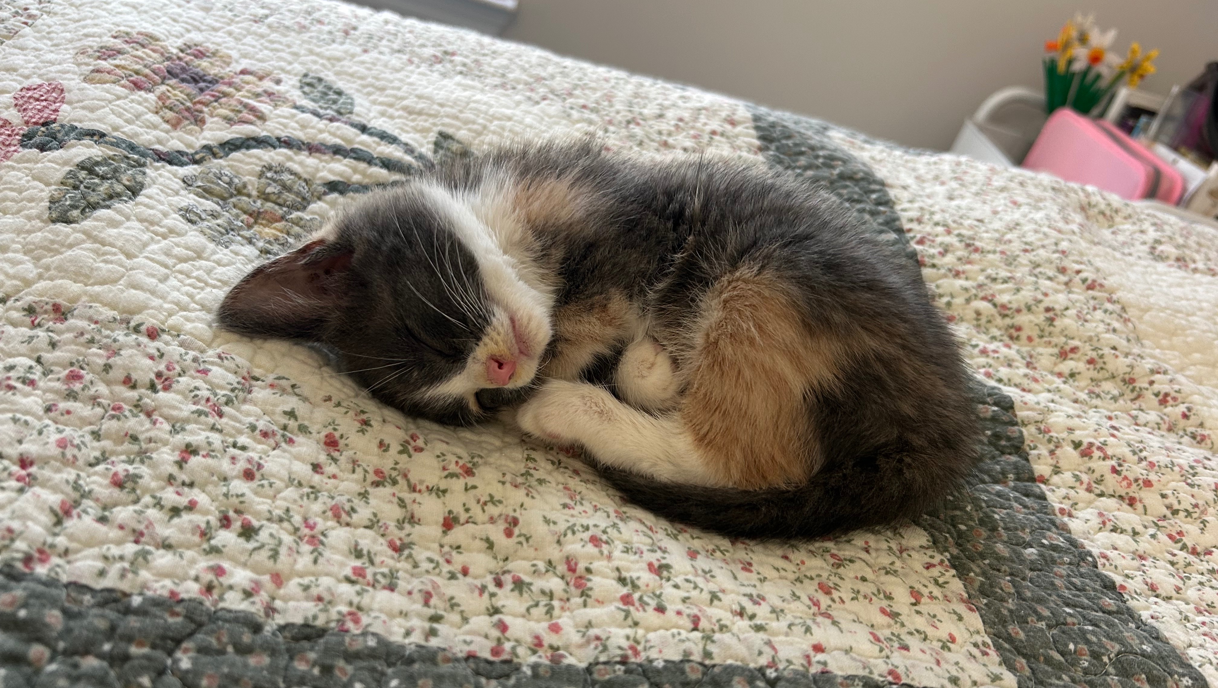 Fundraiser by Hannah Puryear : Help Blossom the Kitten Fight Seizures