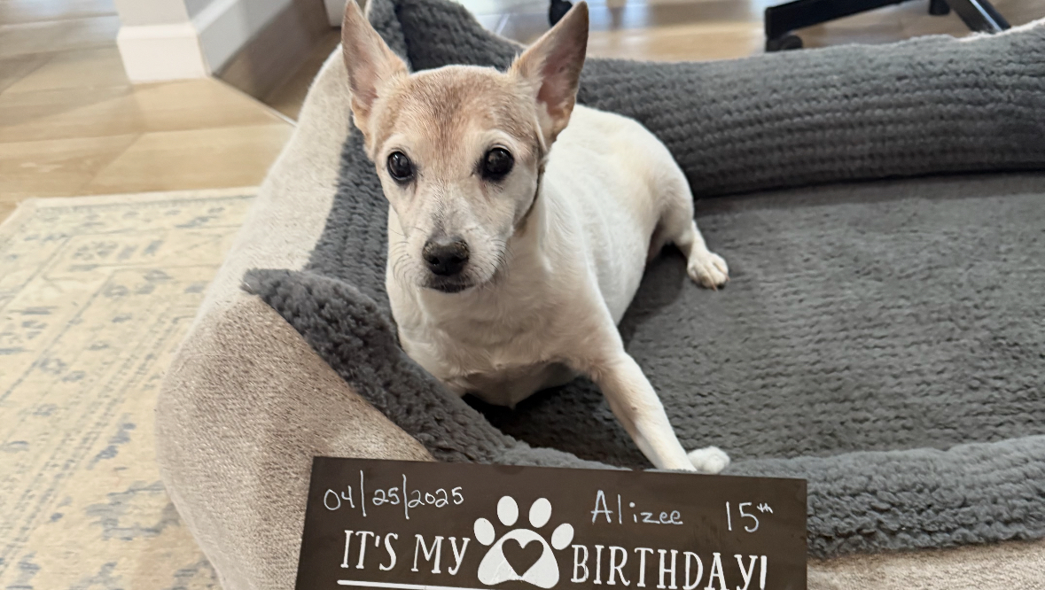 Fundraiser by Dee Camp : Support Alizee's Emergency Surgery Recovery