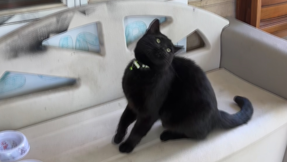 Fundraiser by Lani Garcia : Help Midnight Heal: Save His Precious Leg