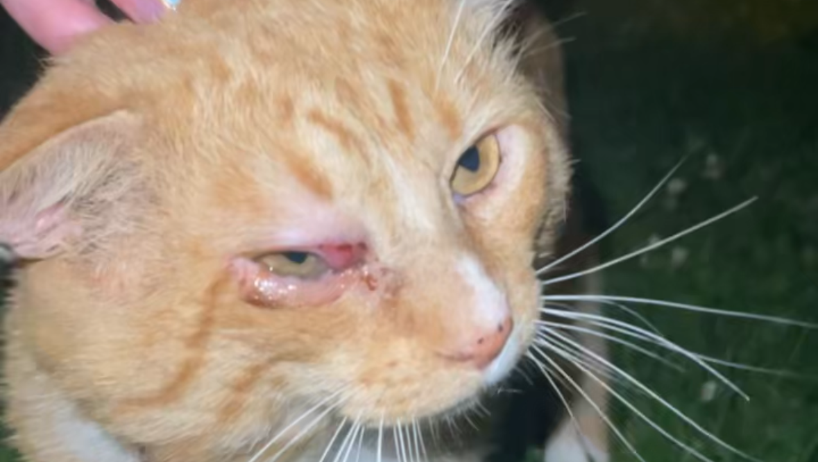 Fundraiser by Skyler Amick : Support Sky's Mission to Heal a Stray Cat