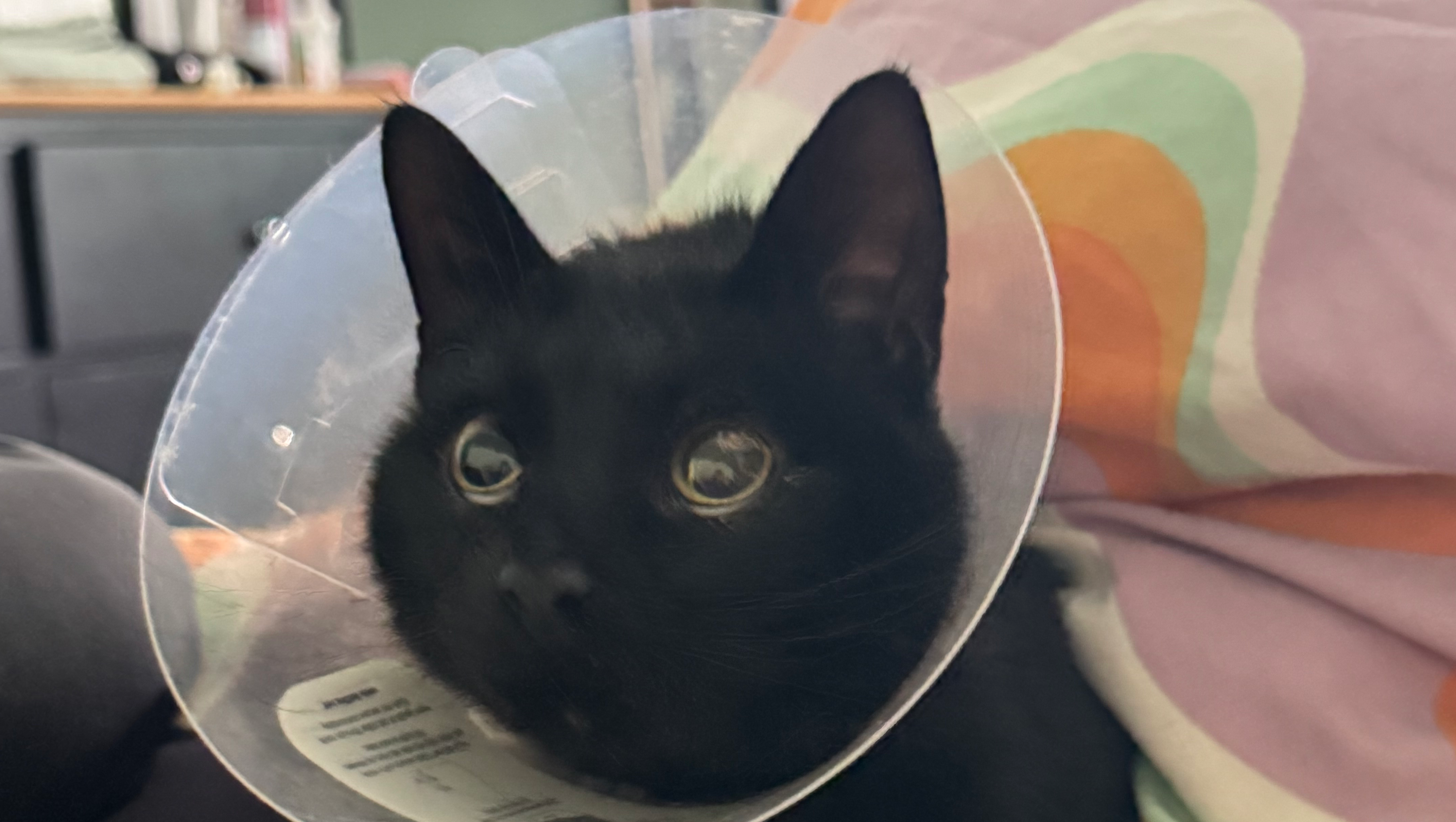 Fundraiser by Jasmin Murphy : Help for Ramsey- silly little cat