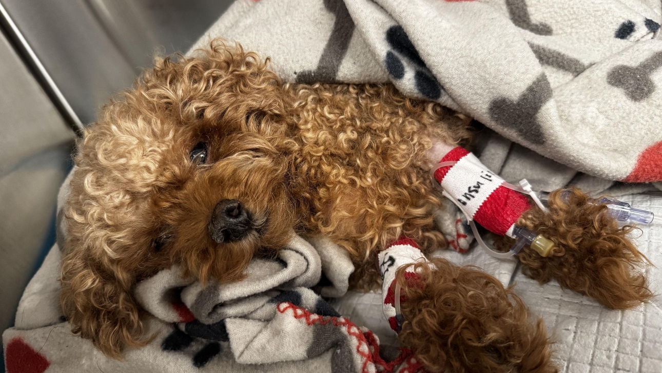 Fundraiser by Brenda Lagares : A Nurse's Plea: Emily Needs You