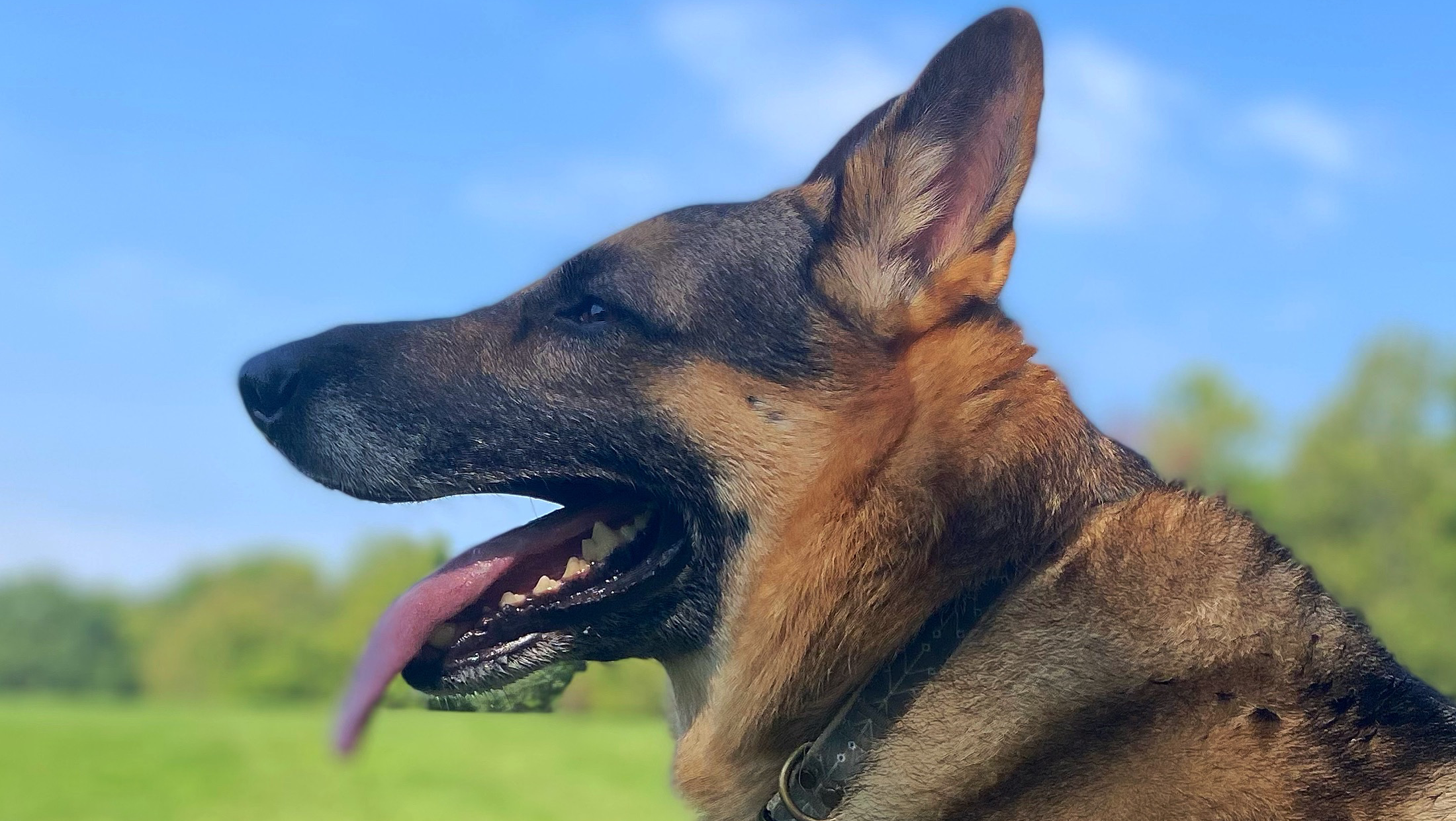 Fundraiser by Sarah Trunick : Help Chop Get Surgery