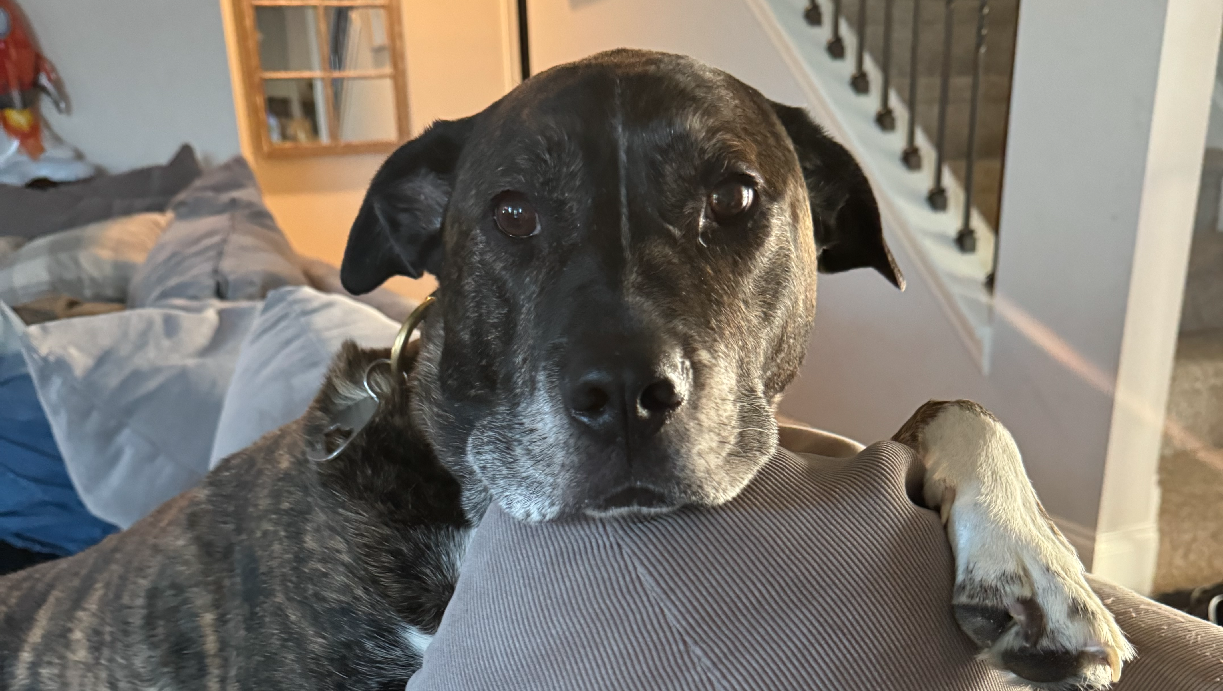 Fundraiser by Jade Sanches : Help Rocko Fight Bone Cancer: Amputation ...