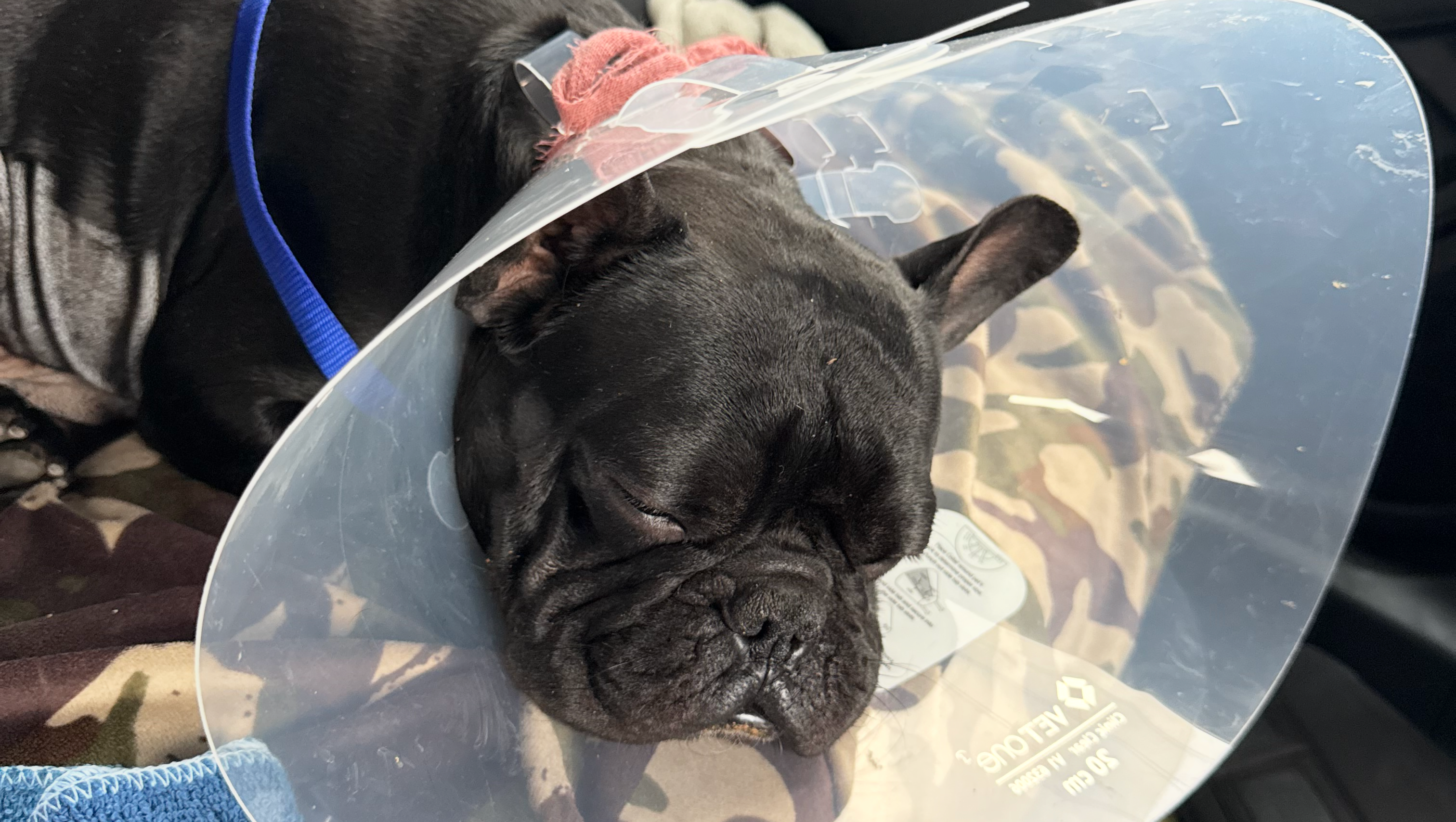 Fundraiser by Jesus Galvan : Help Goku Black Recover from Surgery