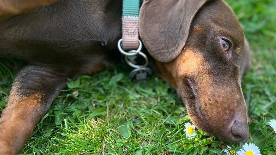 Fundraiser by Deborah Hughes : Please Help Save Ernie Boy!