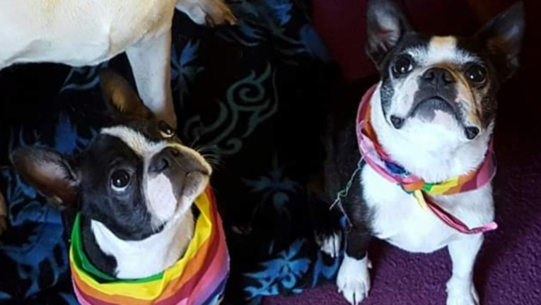 Fundraiser by Aaron Clement : Support Keith in Pearl's Final Days