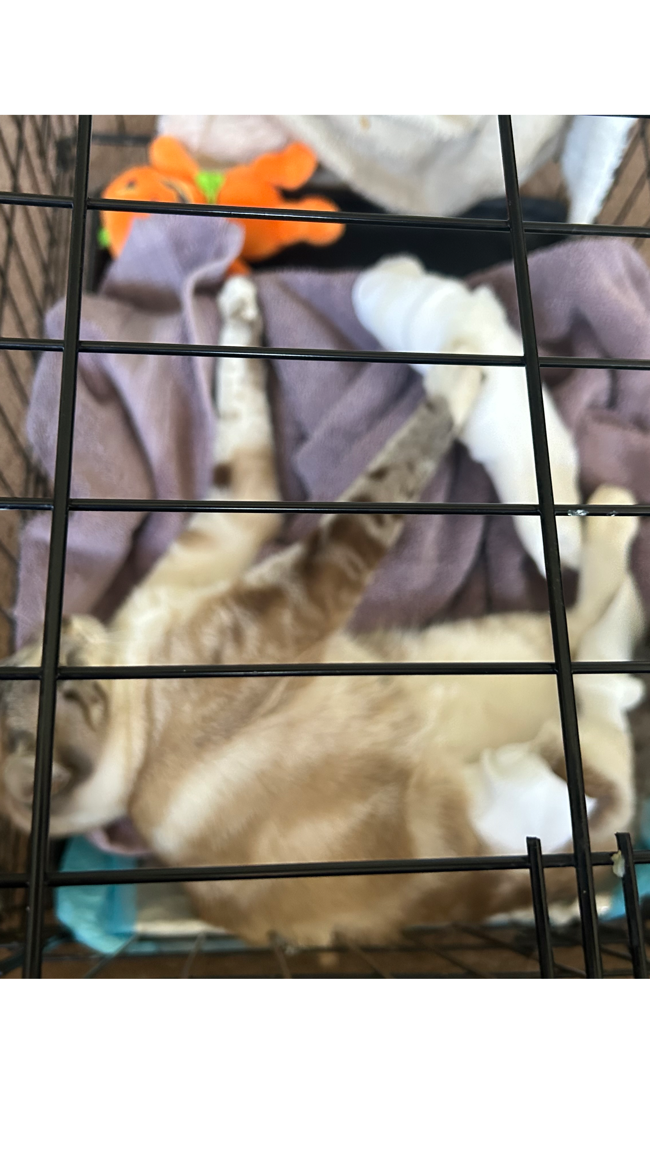 Fundraiser by Daisy Mosqueda : Support Simba's Broken Leg:Urgent Surgery