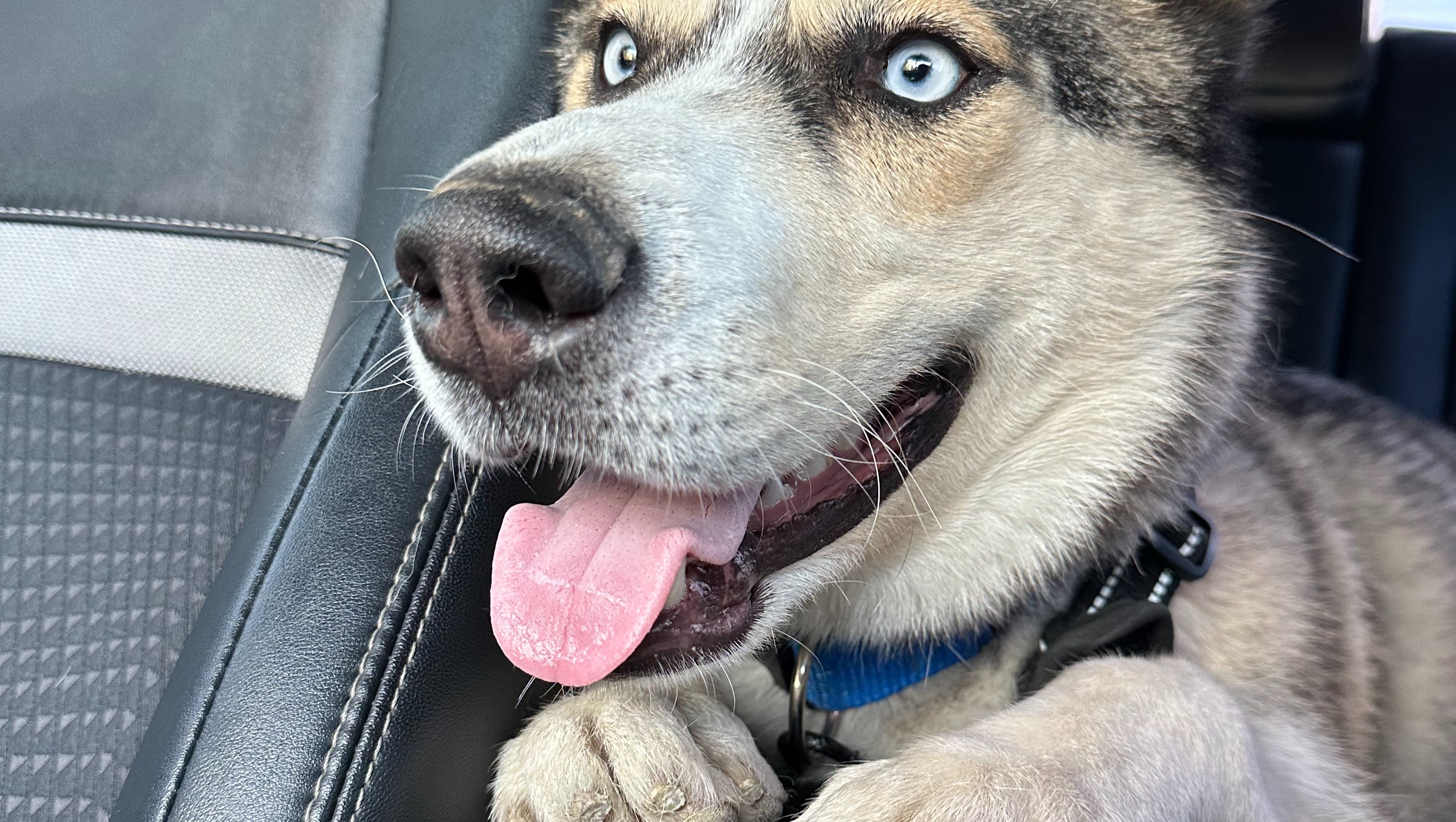 Fundraiser by Ashley Broom : Help Jukebox Heal: Support His Surgery