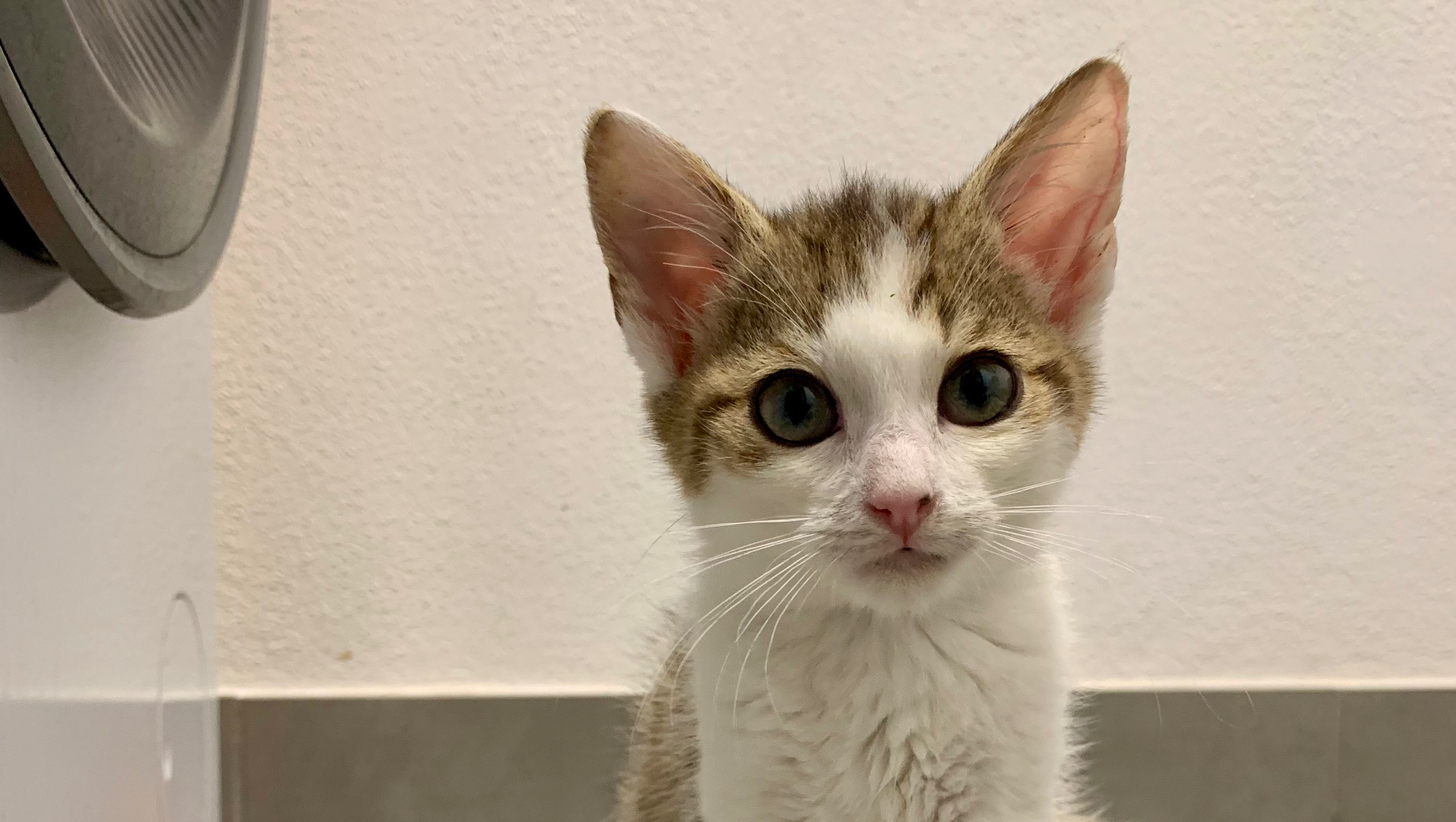 Fundraiser by sarah aigner : Mila – Ein Katzenbaby kämpft ums Leben