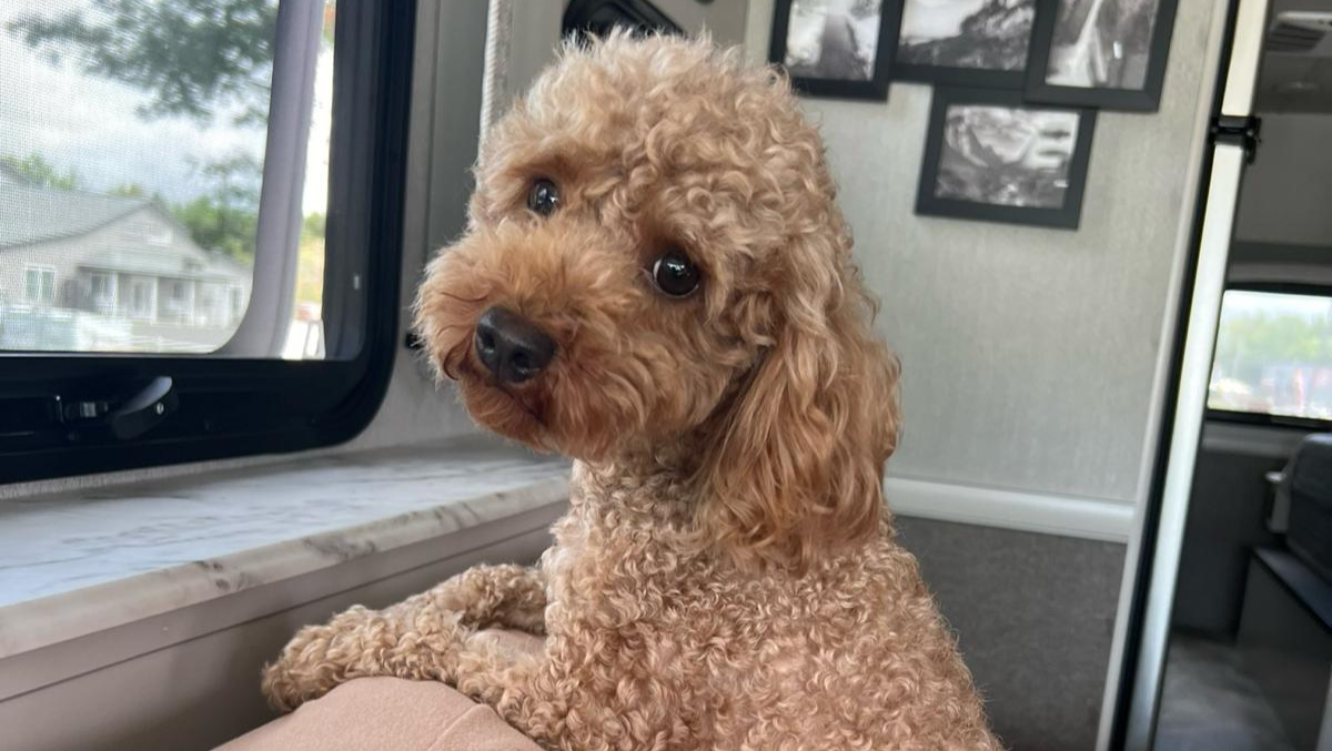 Fundraiser by Bobo Askew : Help Bobo in Boston get Life-Saving Liver ...