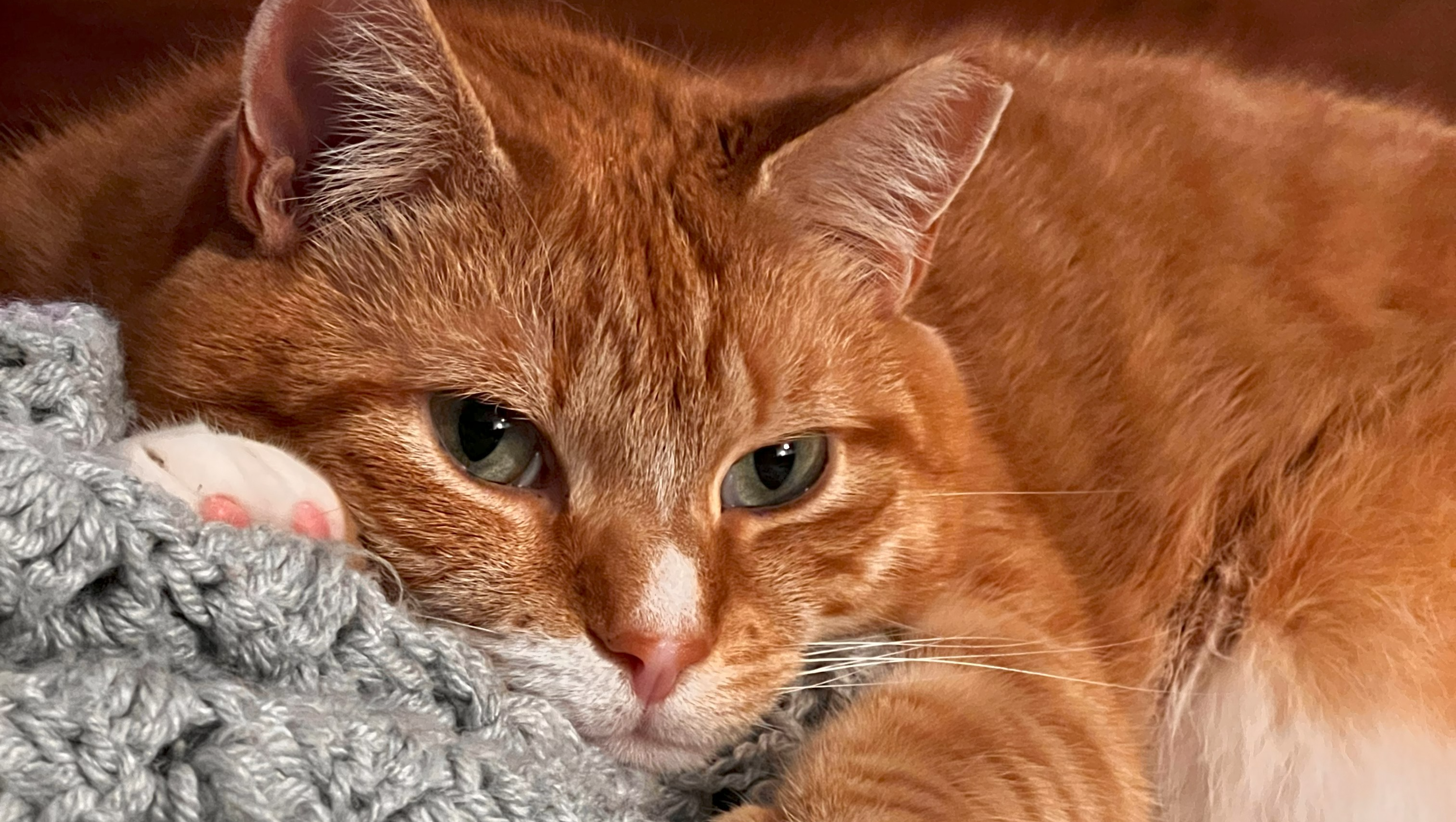 Fundraiser for Samuel Holland by Rayne Troxell : Help Support Frank ...