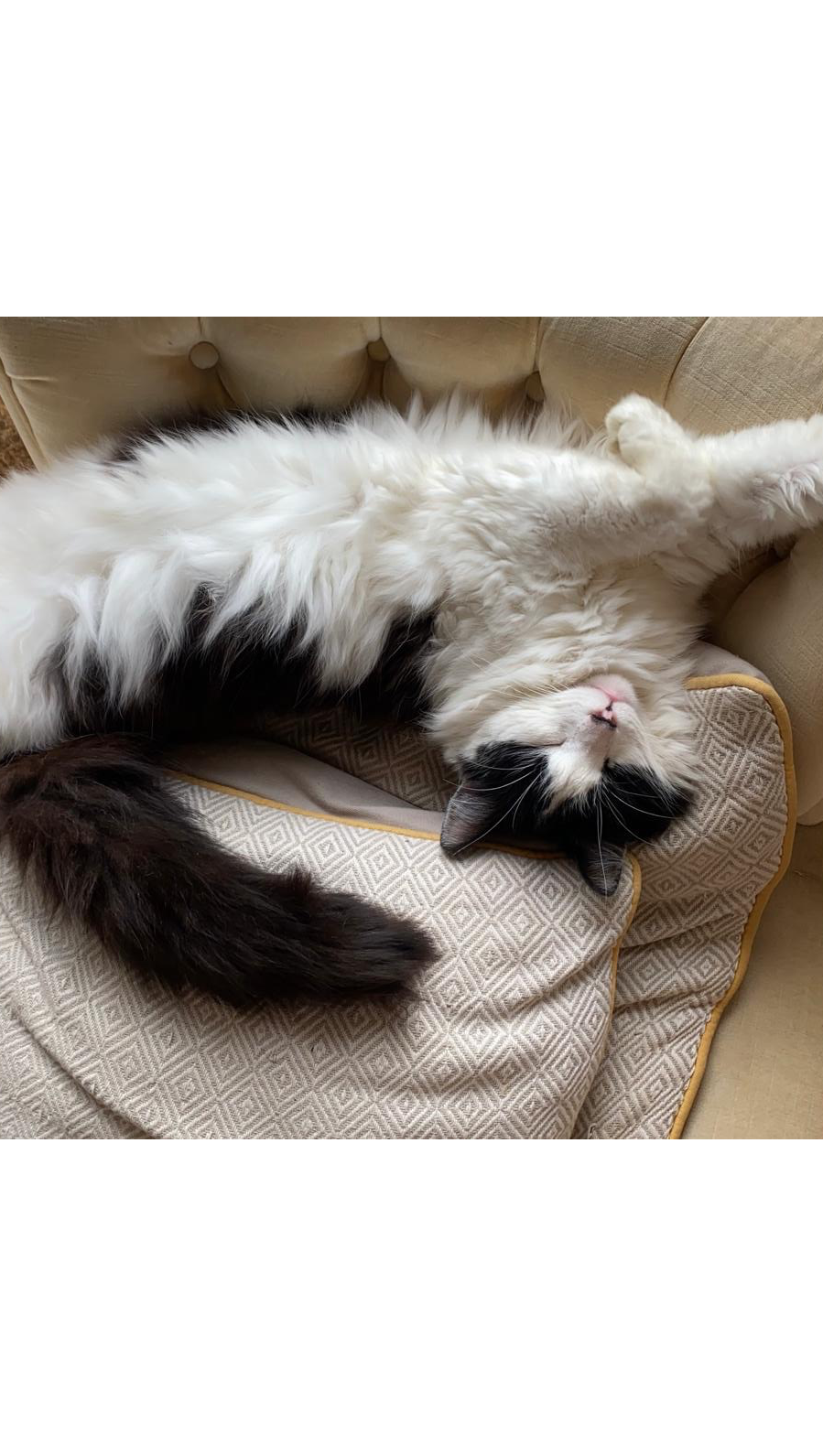 Fundraiser by Imogen Lysandrou : Help Save Bugsy – Our Family Cat Needs ...