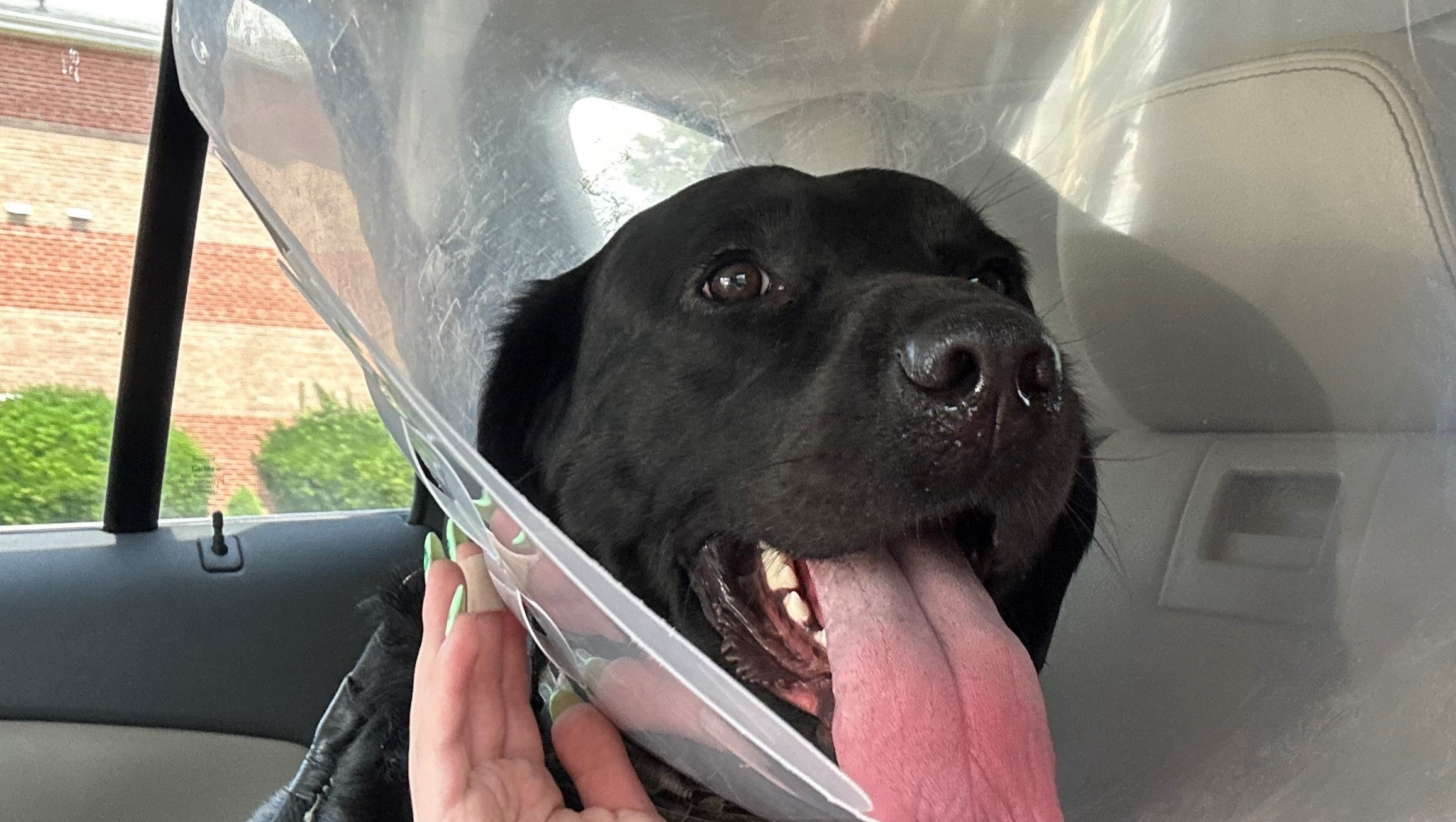 Fundraiser for lex pacitti by Alison Randol : Cole Means the World to Lex - Let's Help Him Heal