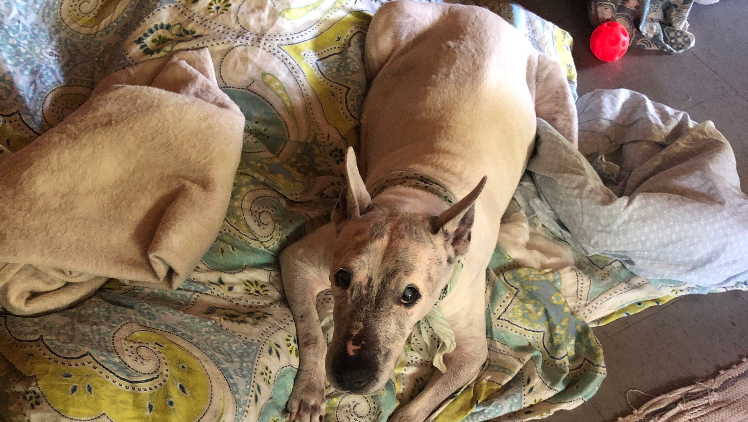 Fundraiser by Julie Ruckenstein : Ziah ~sweet girl