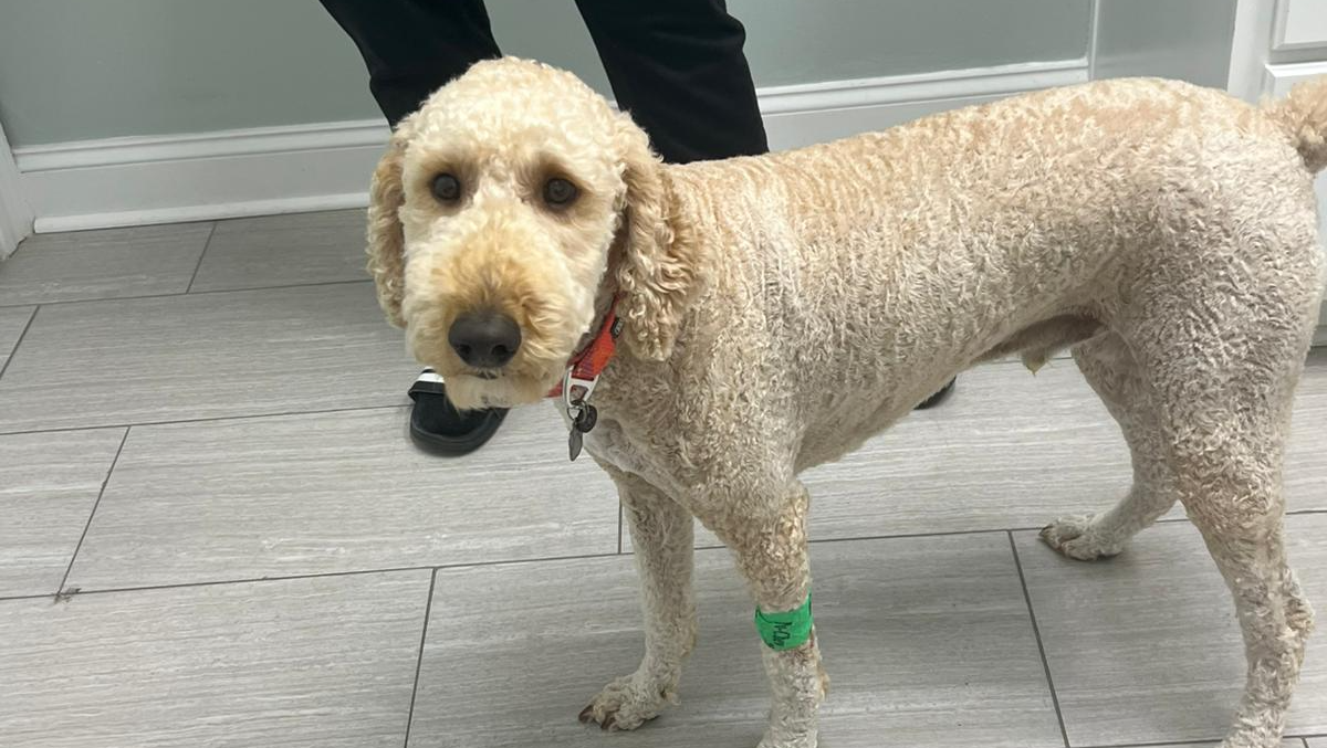 Fundraiser by Nicoll De Mier Eusse : Help Bambi Fight Liver Failure