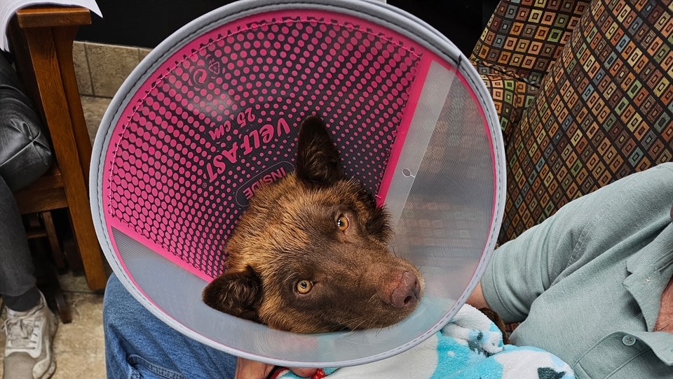 Fundraiser by Paul Harris : Help Bullet Recover and Find a Home