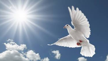 Fundraiser by Jonathan Amodio : Support for Antoinette Amodio's ...