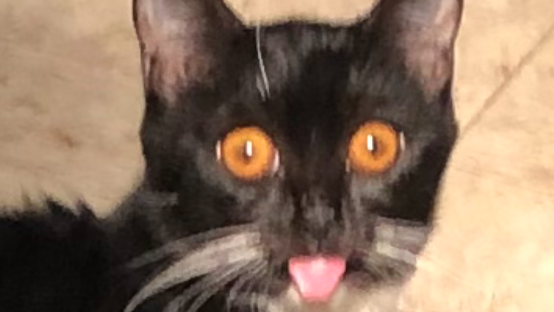 Fundraiser for Mary Poovey by Christina Crutchfield : Support Tux's Vet Treatment