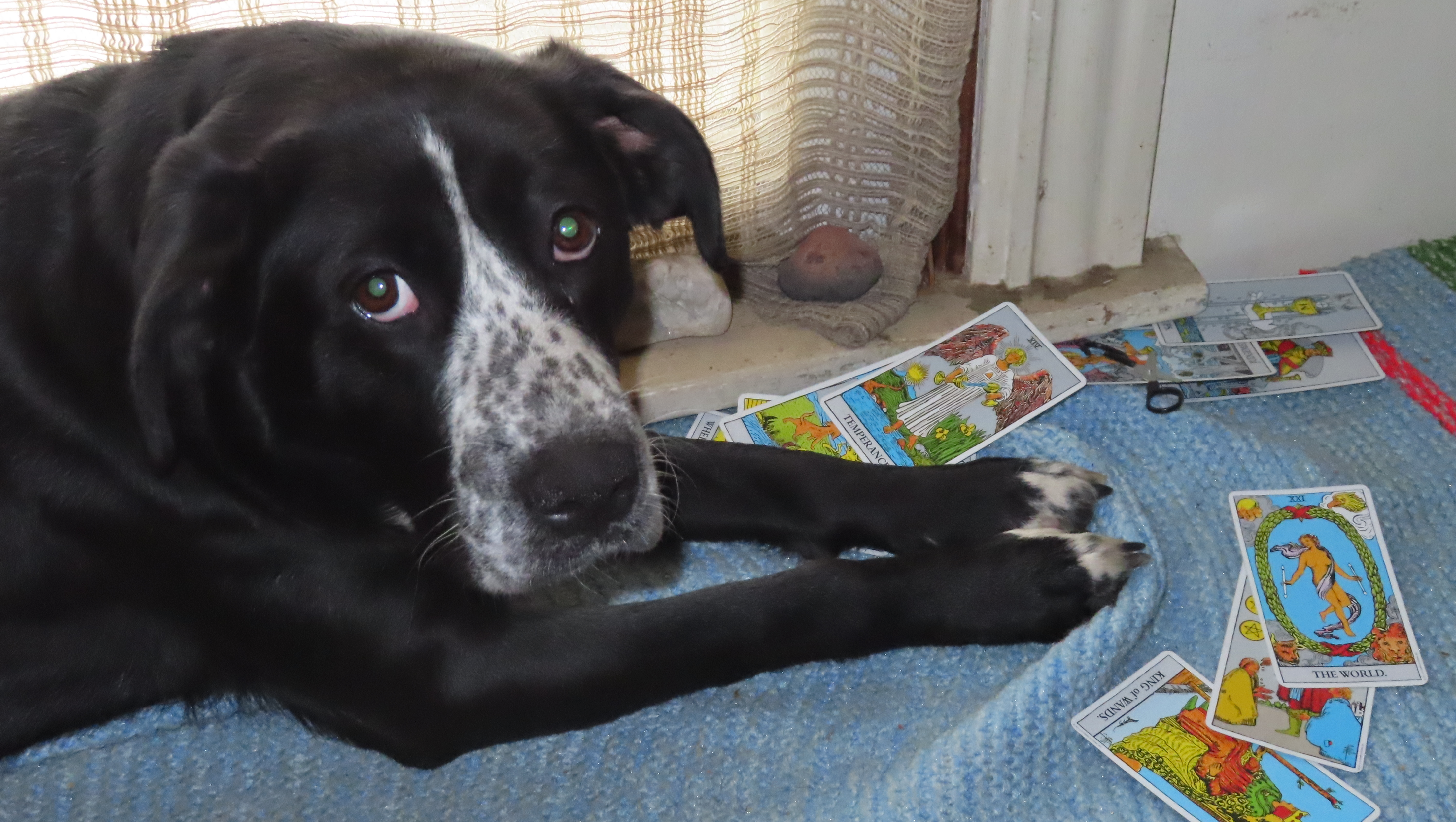 Fundraiser for Joanne Witham by Chris Witham : Help Chris and (her dog ...