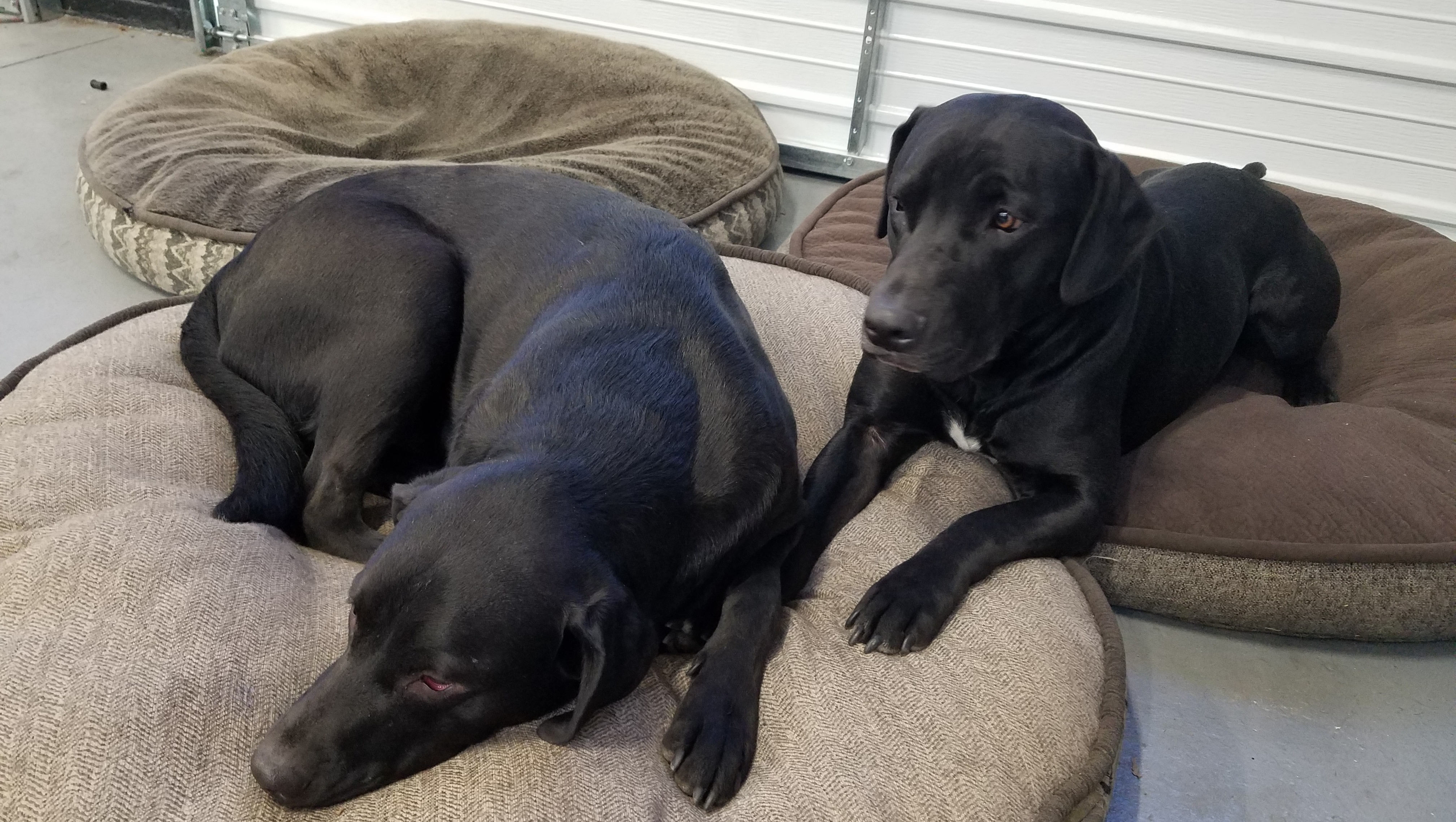 Fundraiser by Max Garner : Help Sterling Get Life-Saving Surgery