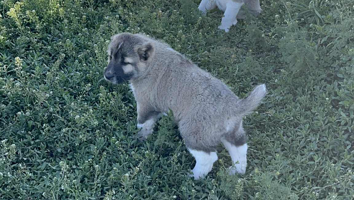 Fundraiser for Emily Mayer by HS Riley : Support AGCA's Vital Gampr ...