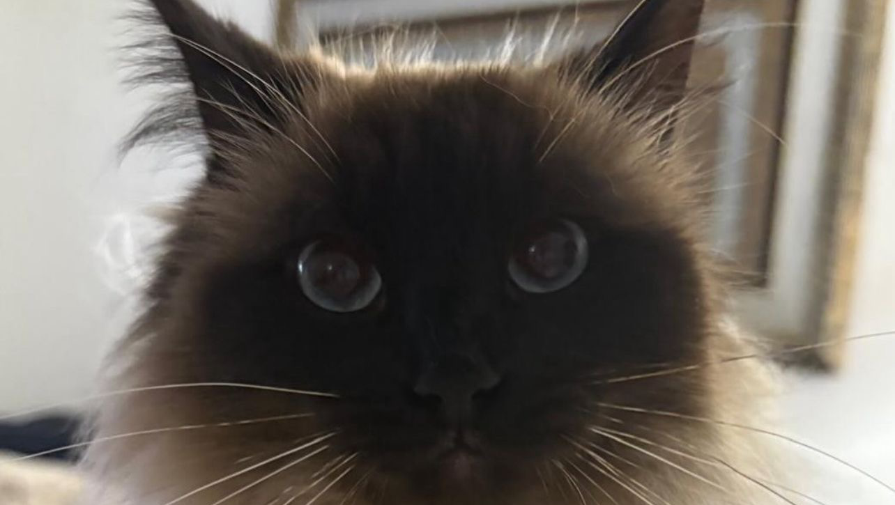 Fundraiser by shiraz zia : Save Blue by having her Surgery