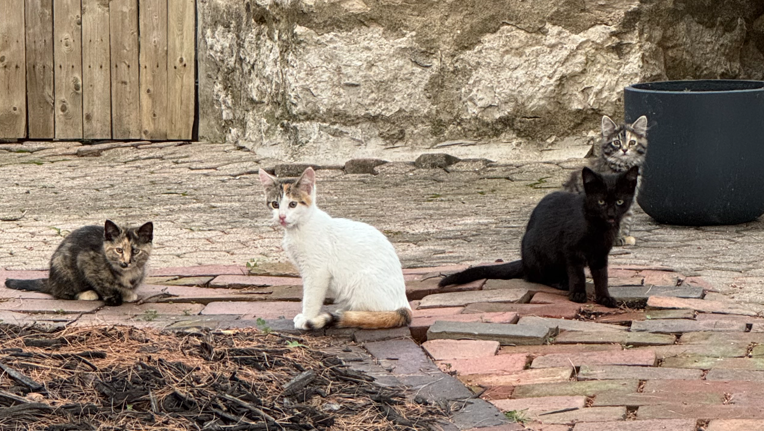 Fundraiser by Renee Hallman : Emergency TNR to help save this growing ...