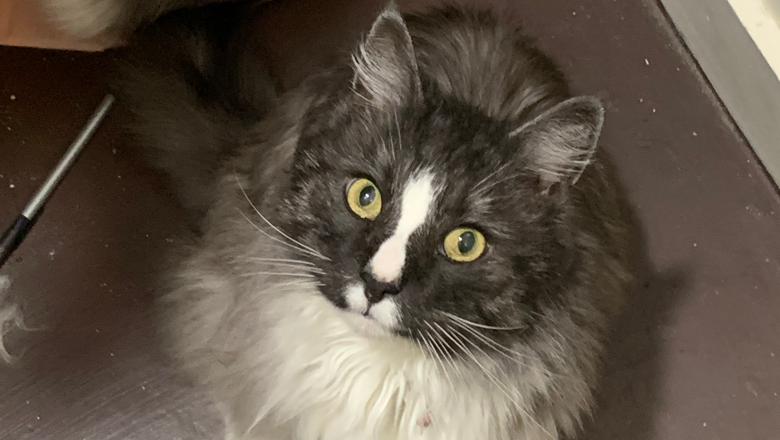 Fundraiser by Devin Crocker : Help Loki Get the Vet Care He Desperately ...