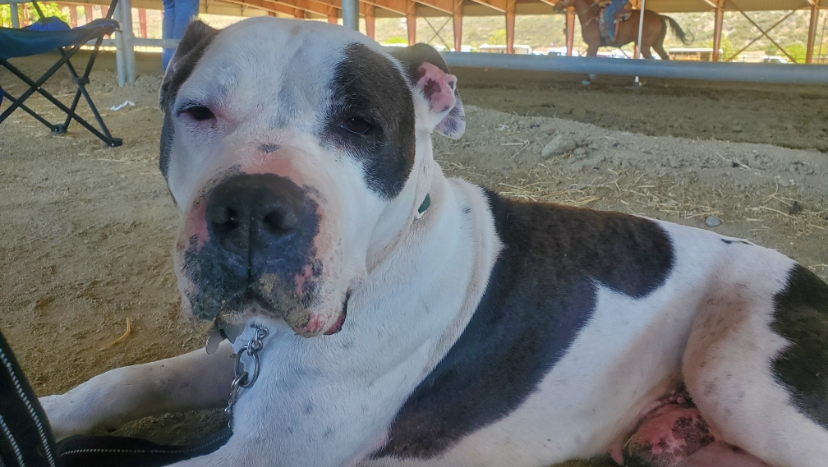 Fundraiser by Brooke Shelton : Support Mick and His Foster Family