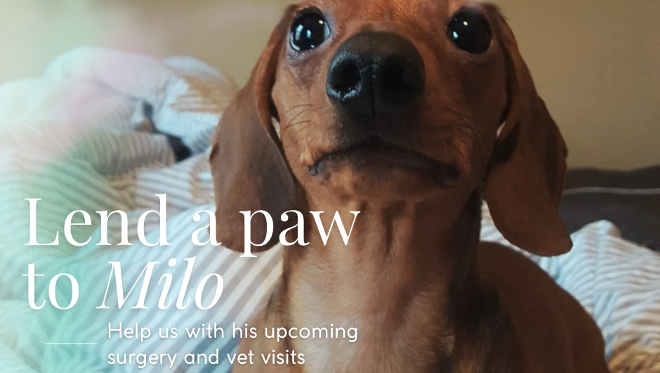 Fundraiser by Maria Frangos : Support Milo's Urgent Medical Needs