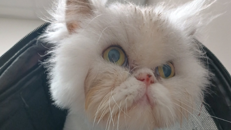 Fundraiser by Sharon Boon : Zoe's ear floof fundraiser: Lend a hand for ...