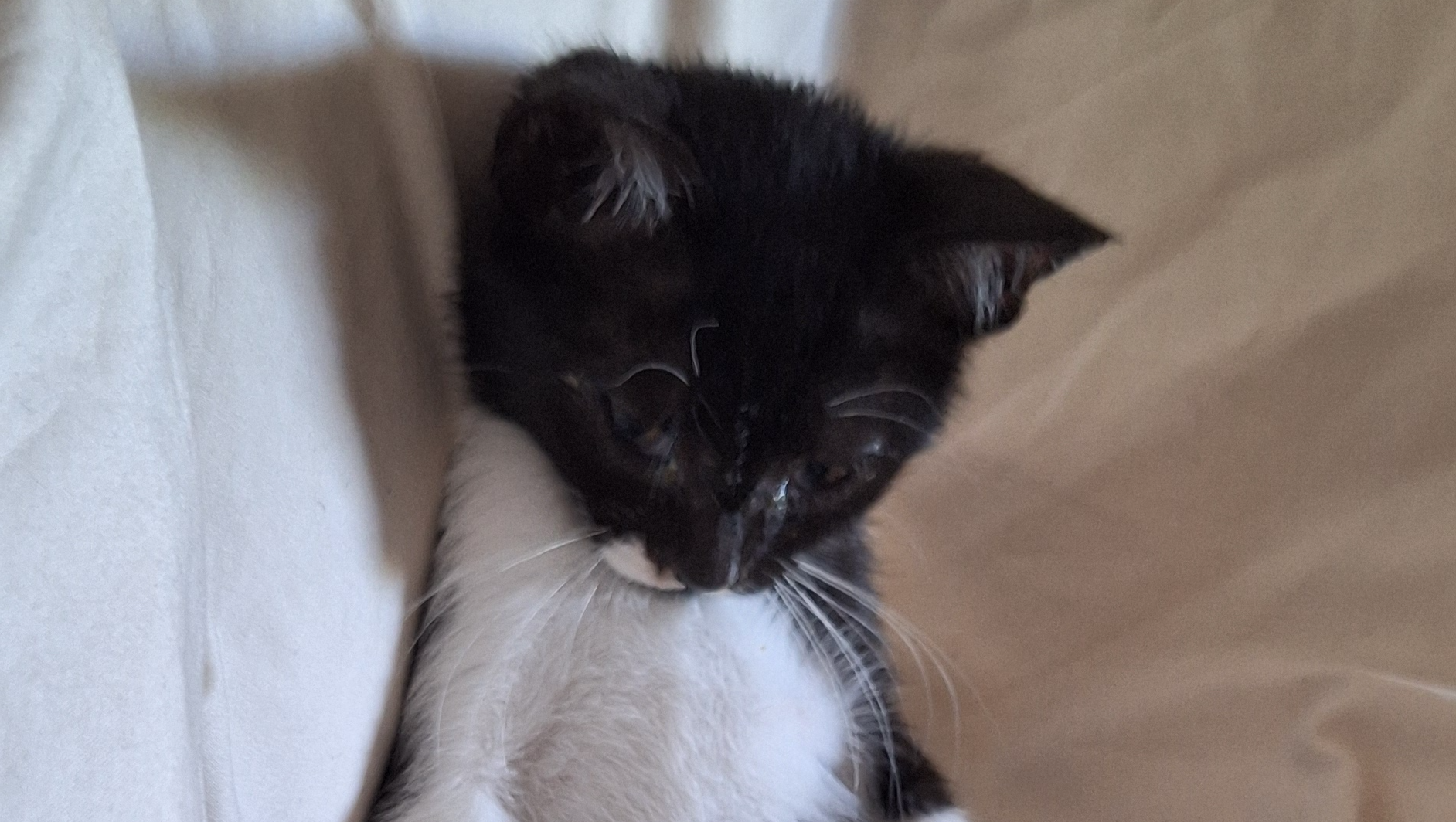 Fundraiser by Elizabeth Parry : Help Patsy kitty travel to her caring ...