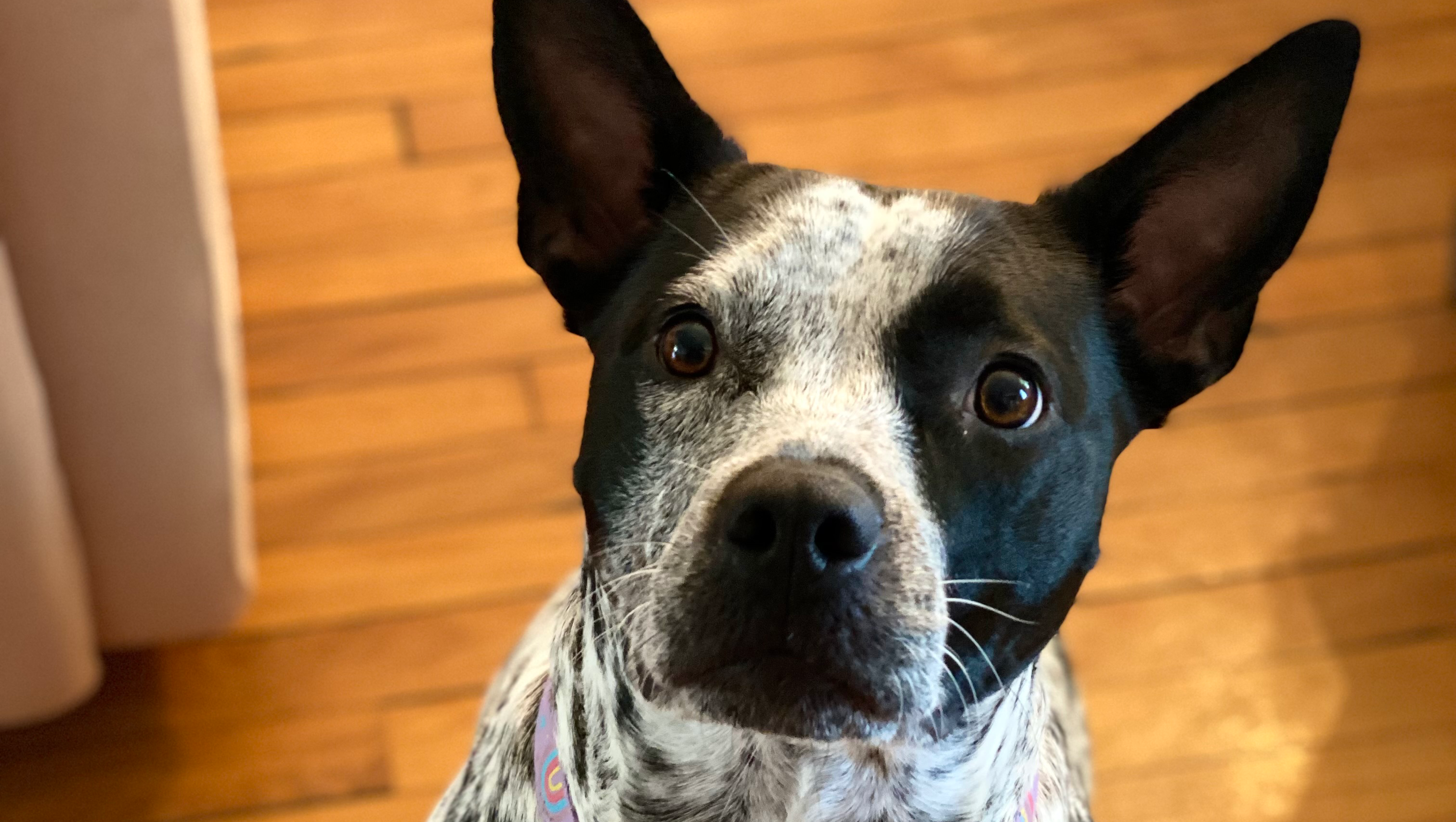 Fundraiser for Samantha Theis-Damian by Angela Theis : Help Dot The Dog Walk Pain-Free Again